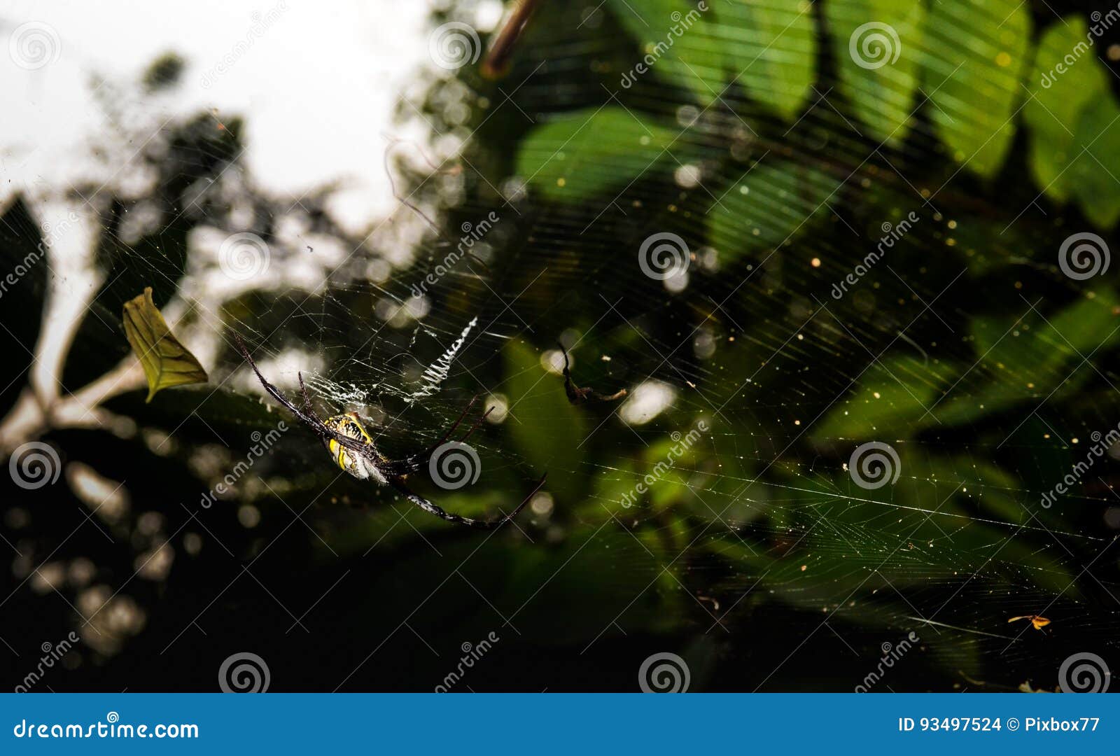 Indian Signature Spider stock photo. Image of wildlife - 93497524