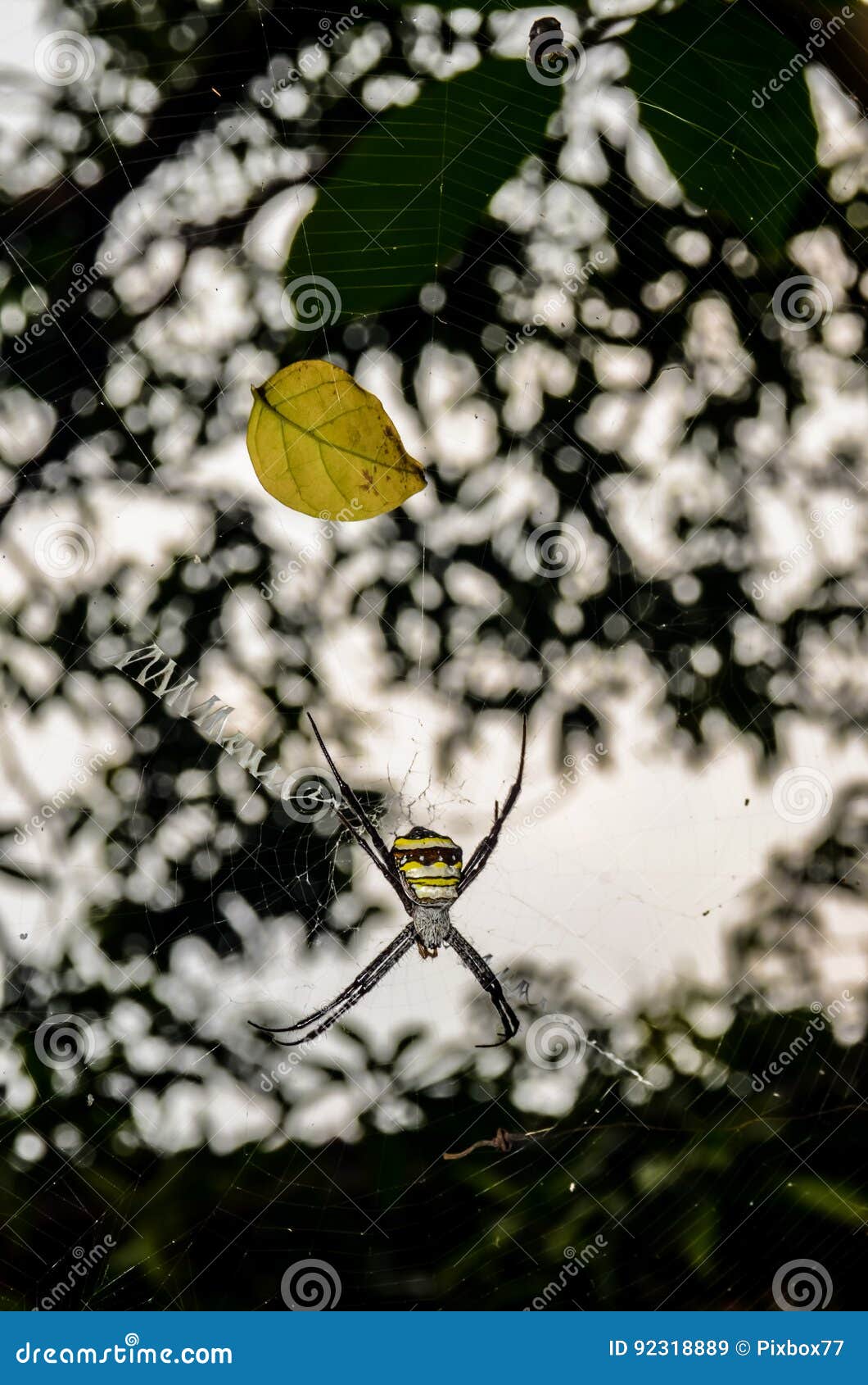 Indian Signature Spider stock image. Image of abstract - 92318889