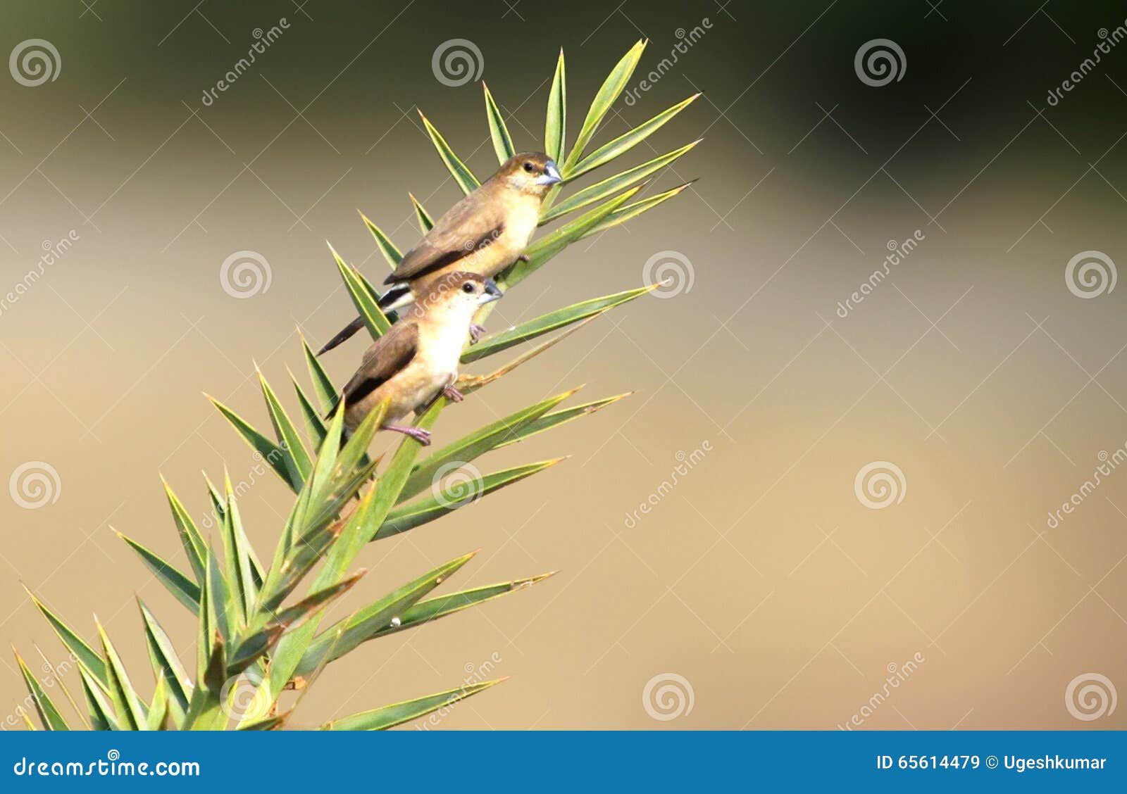 Indian silverbill birds stock image. Image of pair, blurry - 65614479