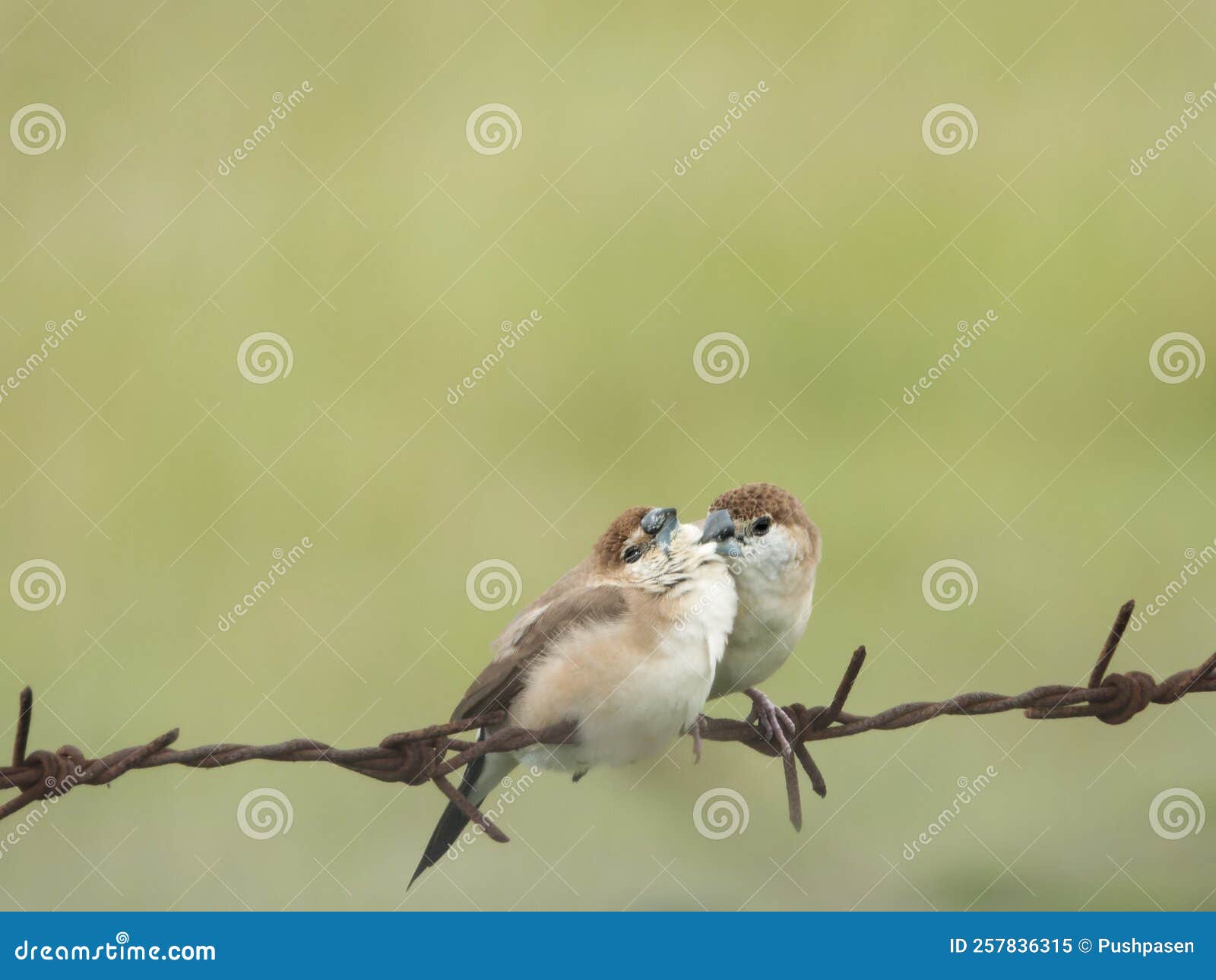 Indian Silver Bill in Natural Habitat Stock Image - Image of bird ...