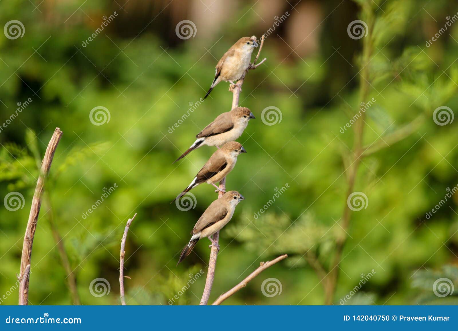 Indian Silver Bills Birds Perching One Below the Other. Stock Photo ...