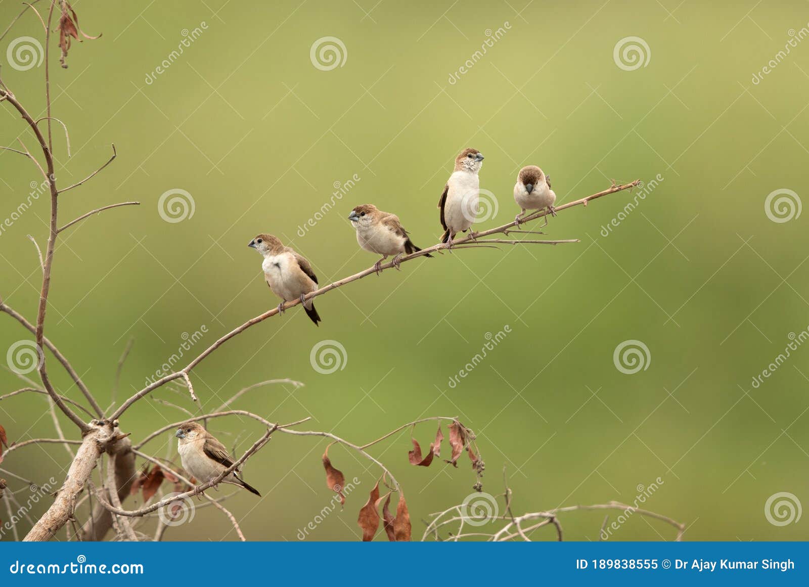Indian Silverbills Stock Photos - Free & Royalty-Free Stock Photos from ...
