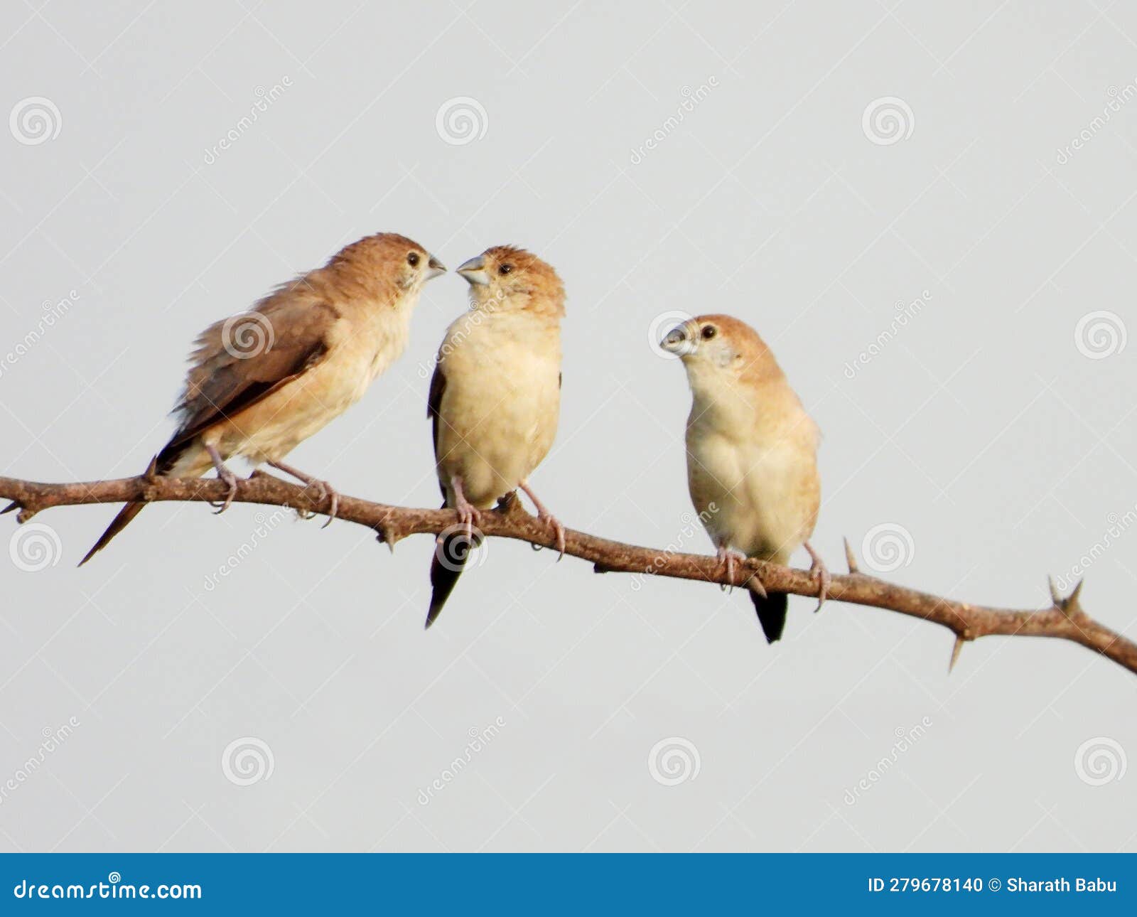 Indian Silverbills Sitting on a Branch Stock Photo - Image of bird ...