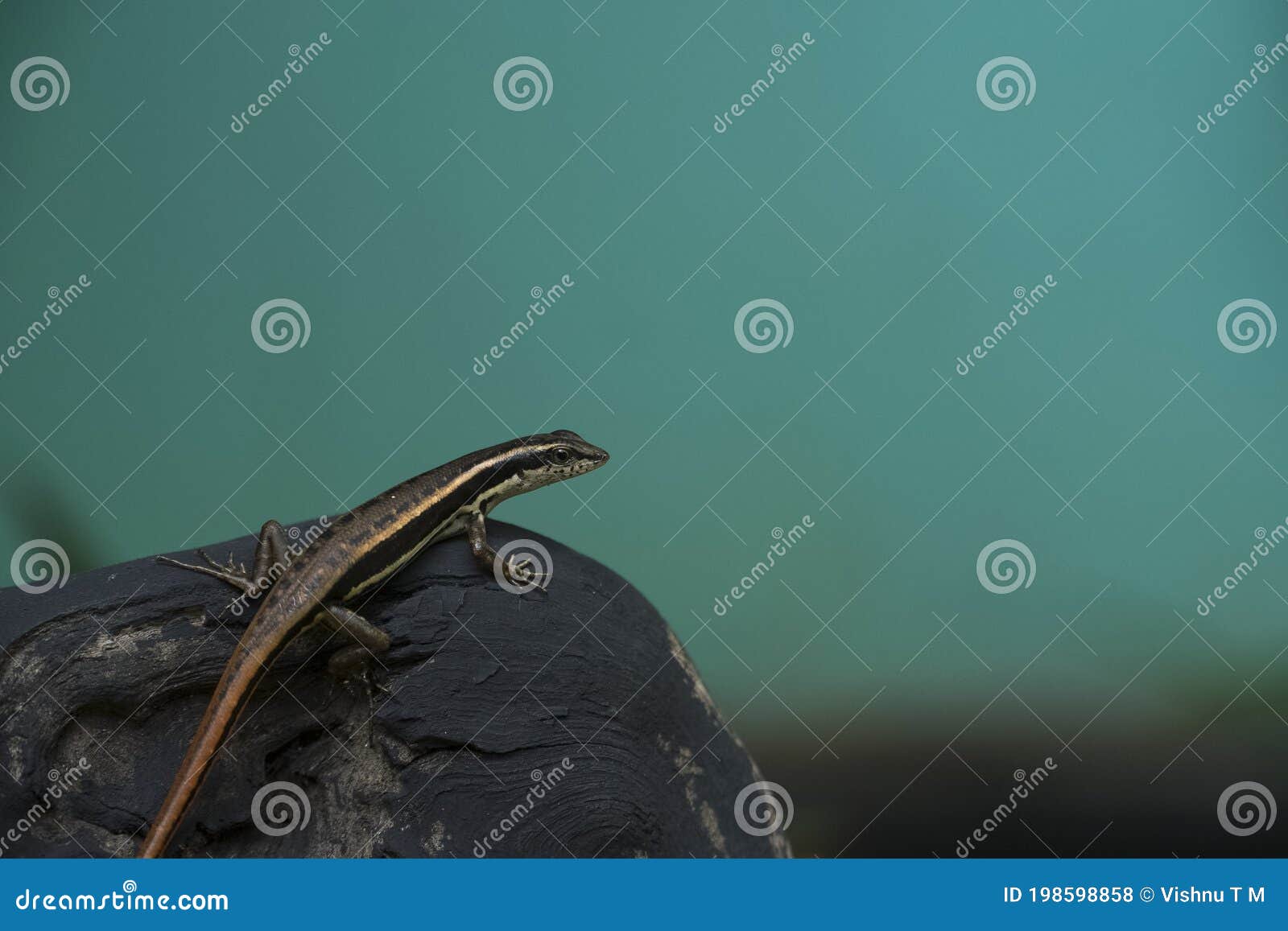 Indian Skink Sits on Wooden Surface Stock Photo - Image of animal ...