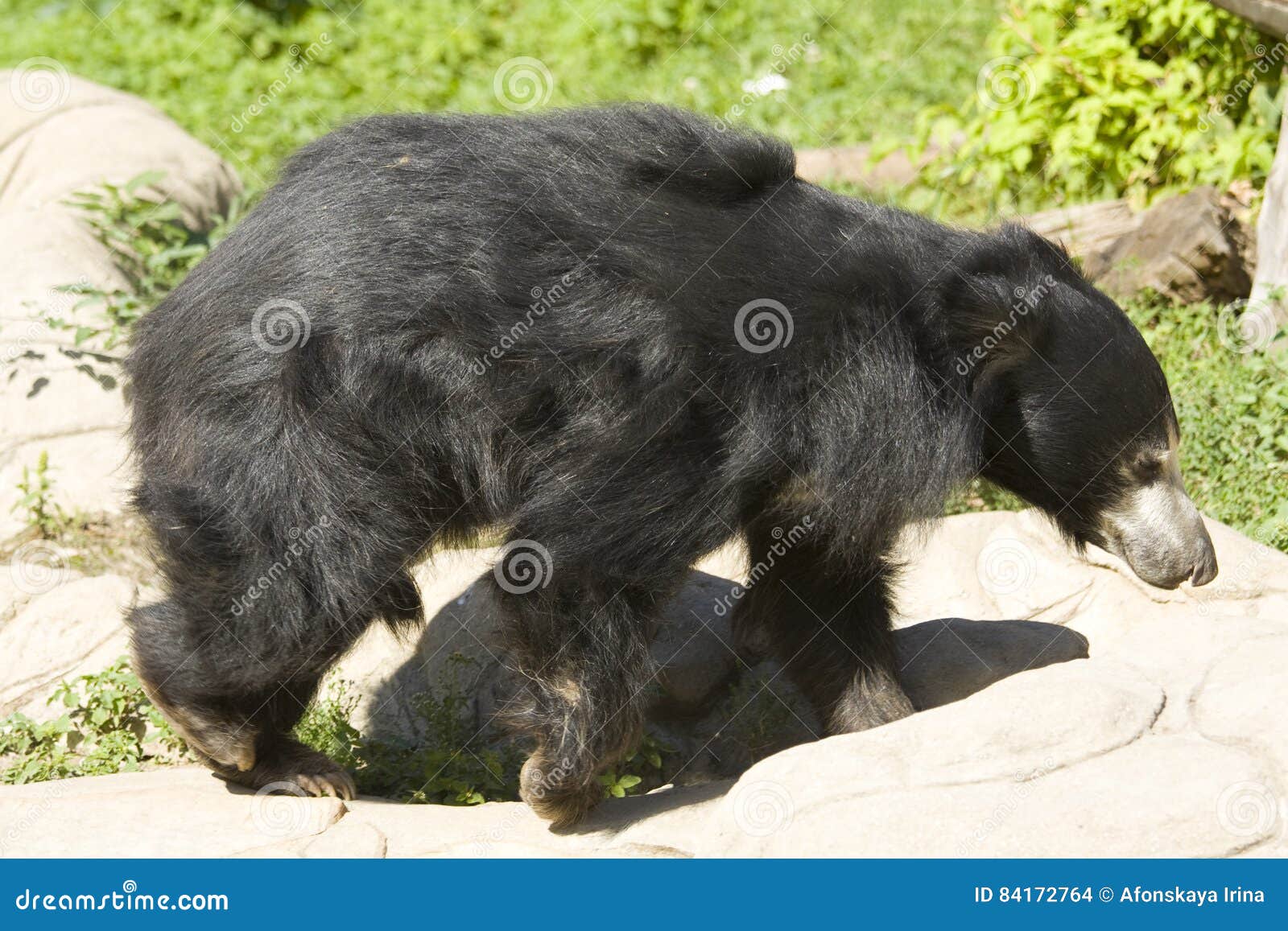 Indian Sloth bear stock photo. Image of black, wild, bear - 84172764