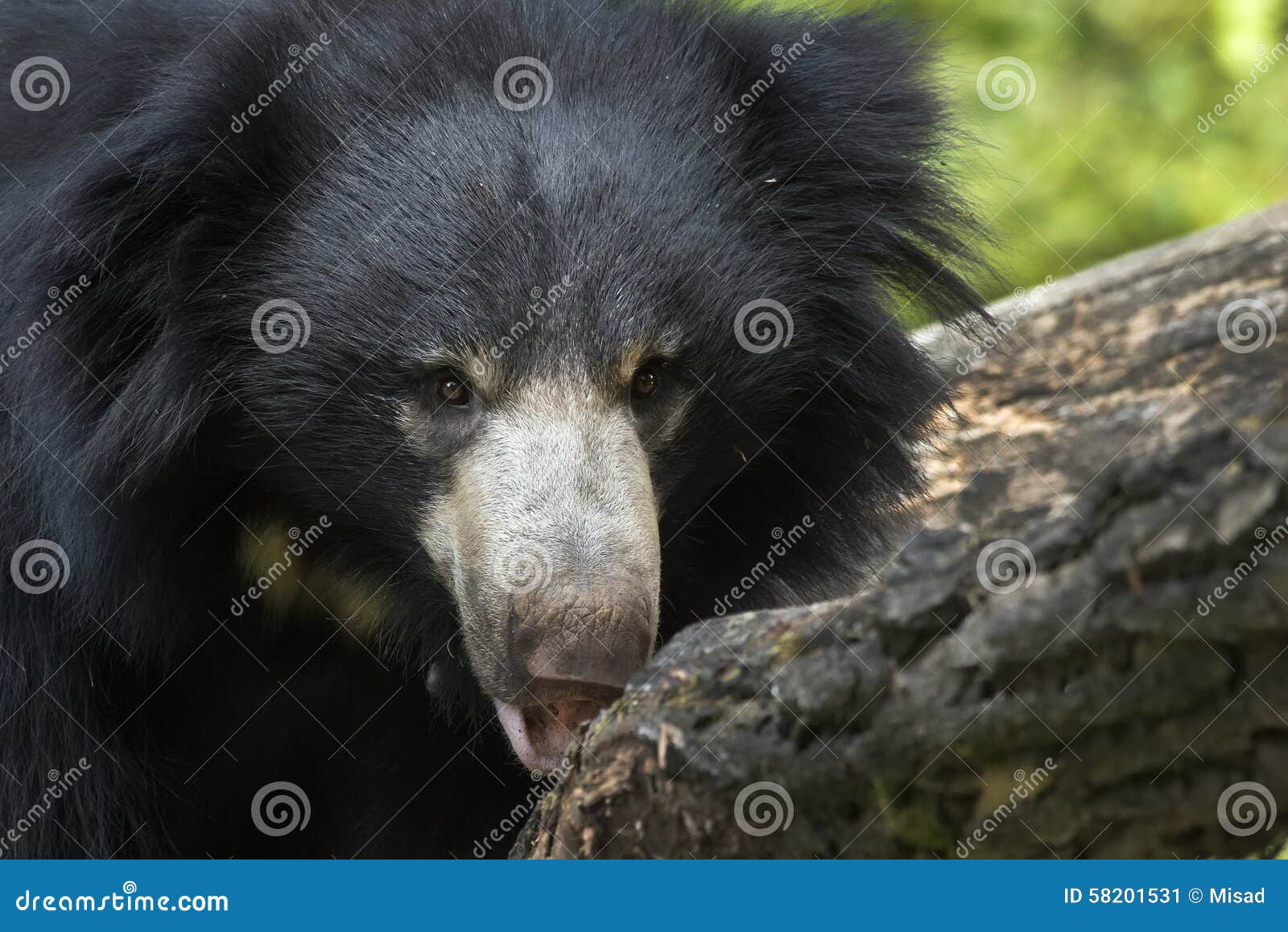 Indian Sloth Bear stock image. Image of melursus, sloth - 58201531