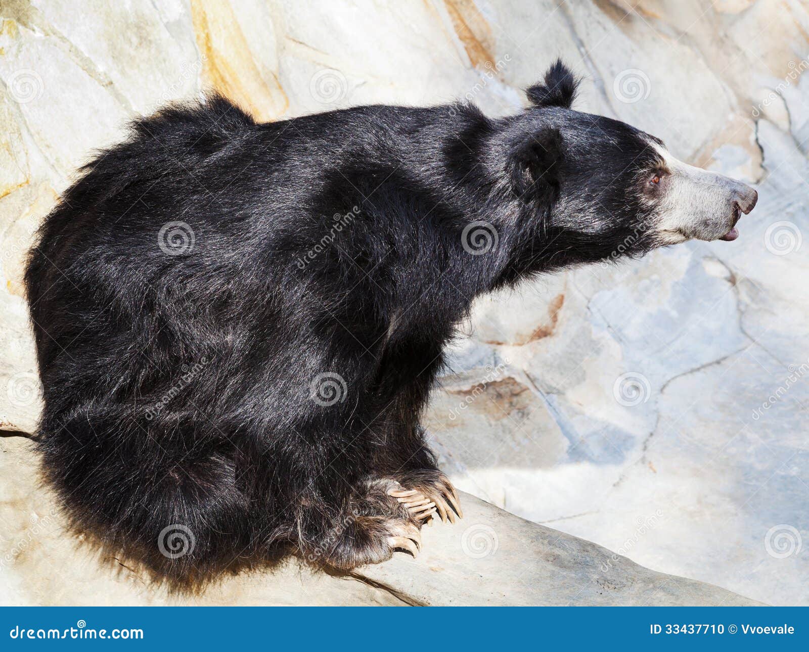 Indian sloth bear stock photo. Image of summer, openair - 33437710