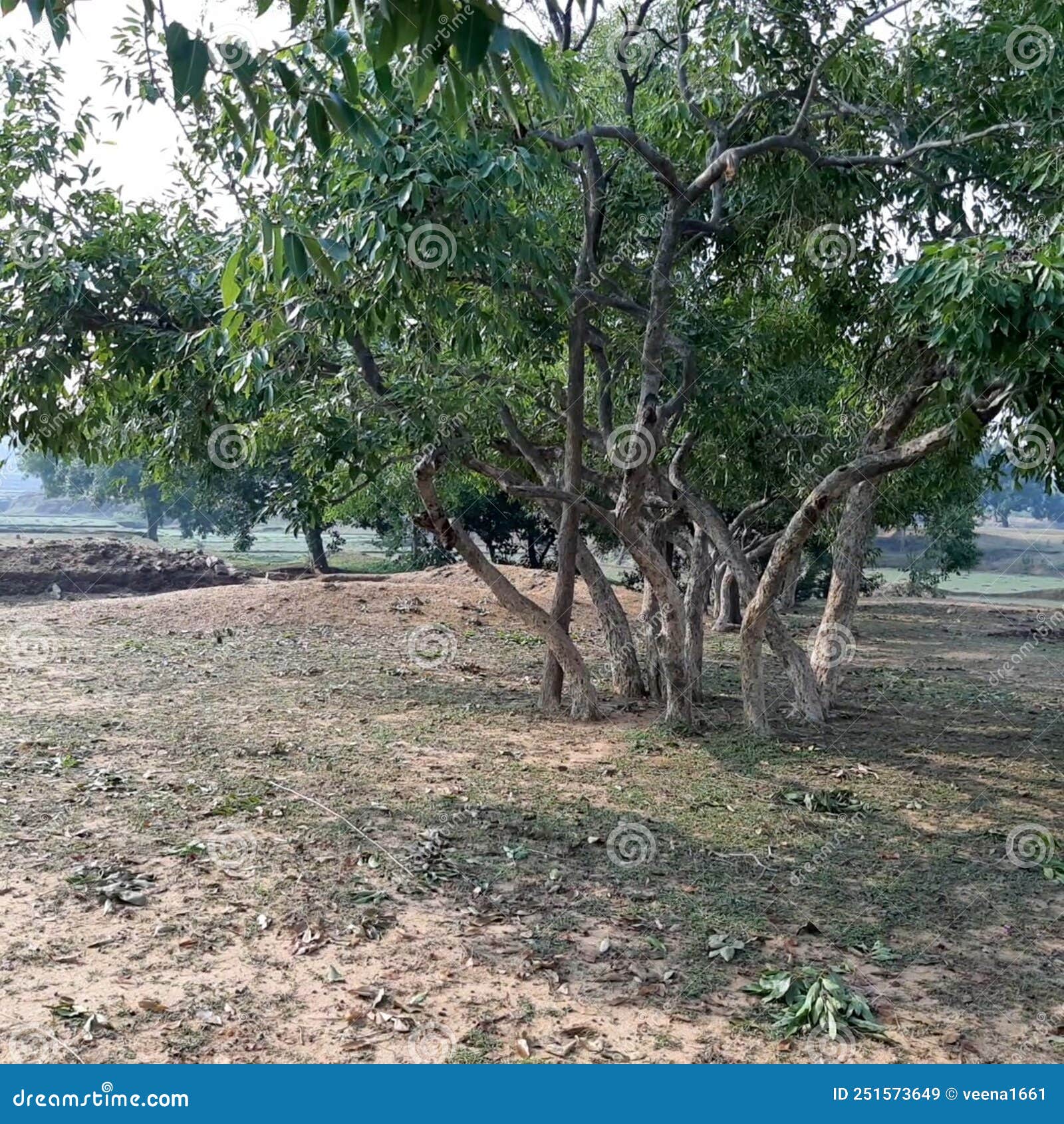 Indian Small Size Jamun Tree Stock Image - Image of trail, jamun: 251573649