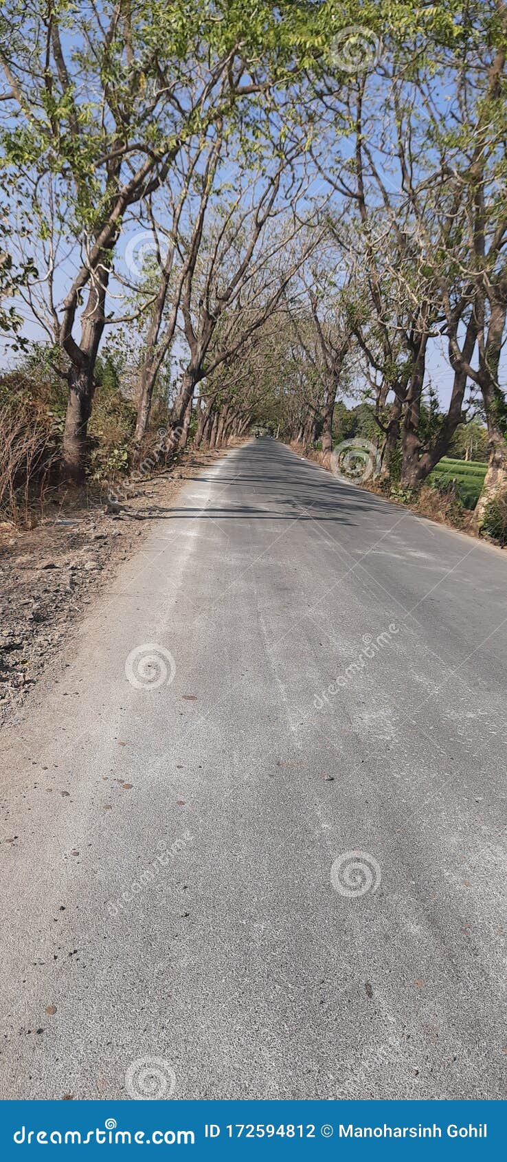 Indian Small Tree Highways Side Stock Photo - Image of tree, indian ...