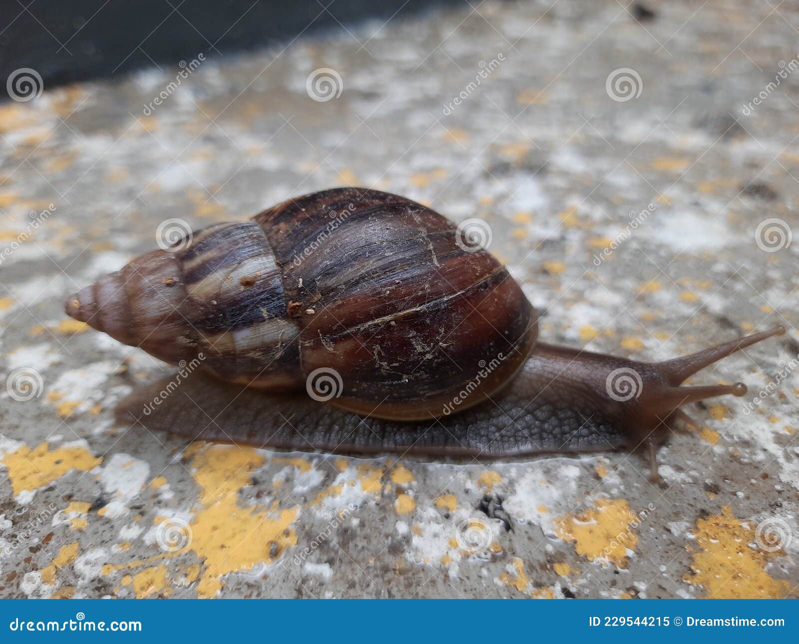 Indian Snail Near House stock image. Image of sand, produce - 229544215