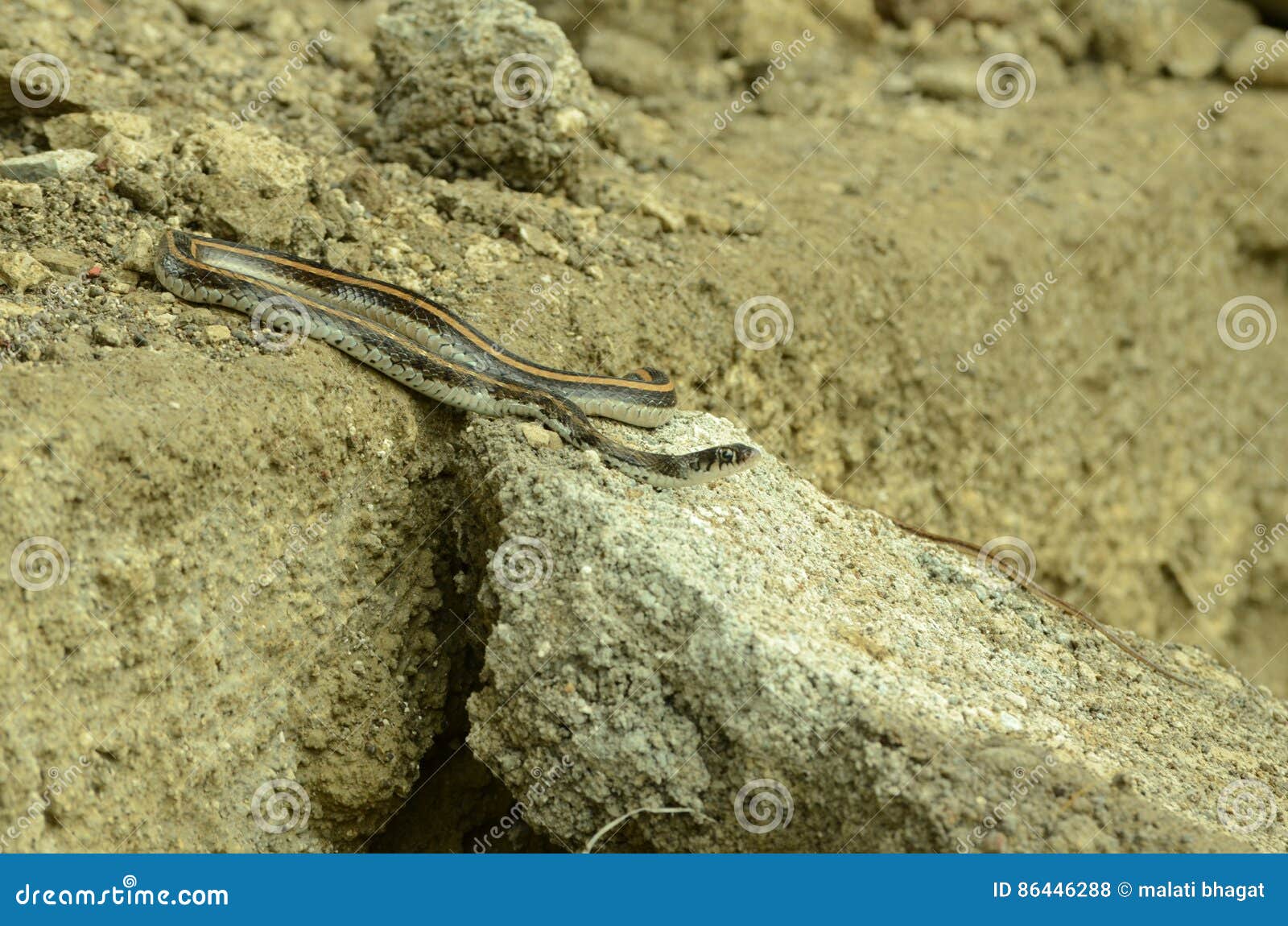 Indian Snake River stock photo. Image of indian, snake - 86446288