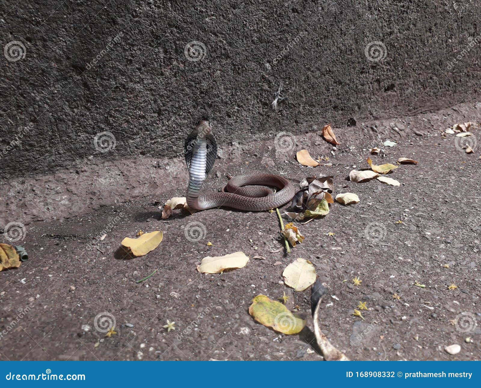 Indian Snake Spectacle Cobra Reptiles Stock Photo - Image of snake ...