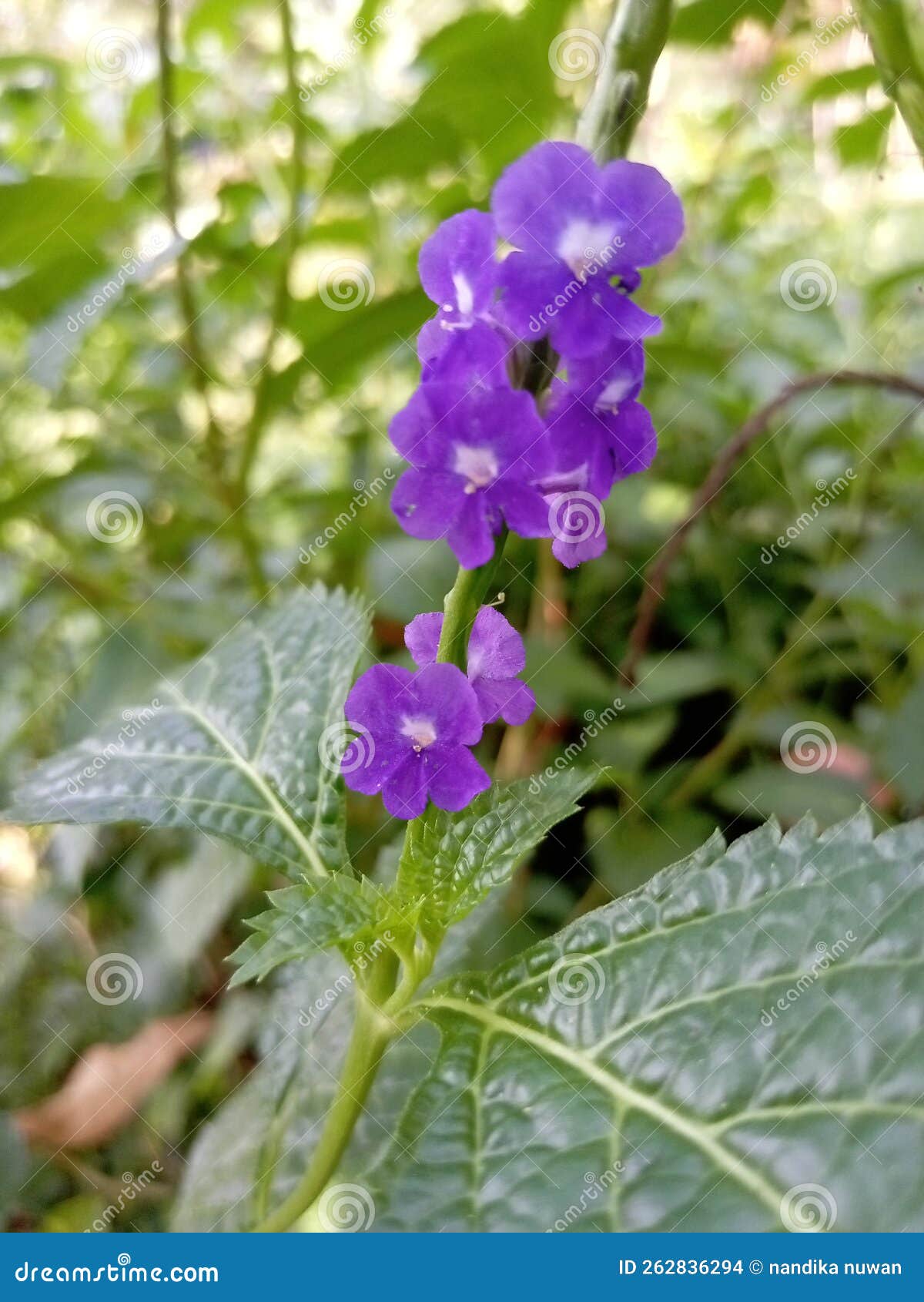 Indian Snakeweed stock photo. Image of terrestrial, hairy - 262836294