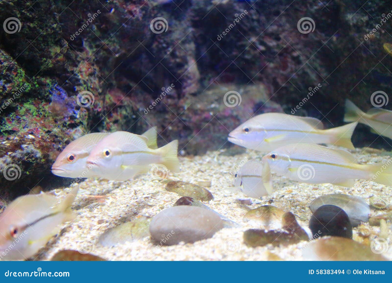 Indian snapper fish stock photo. Image of aquarium, fish - 58383494