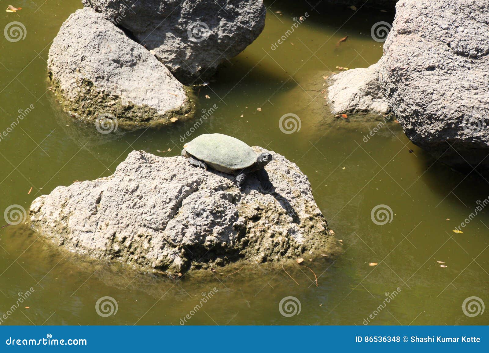 Indian Softshell Turtle Aka Gangetic Softshell Turtle, Nilssonia ...