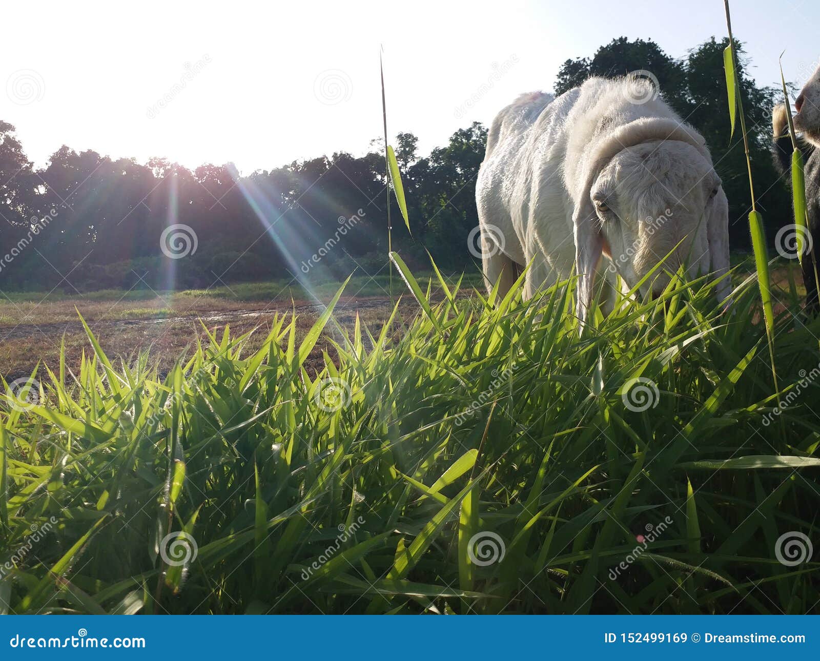 Indian Sojaat Heavy Goat Stock Photos - Free & Royalty-Free Stock ...