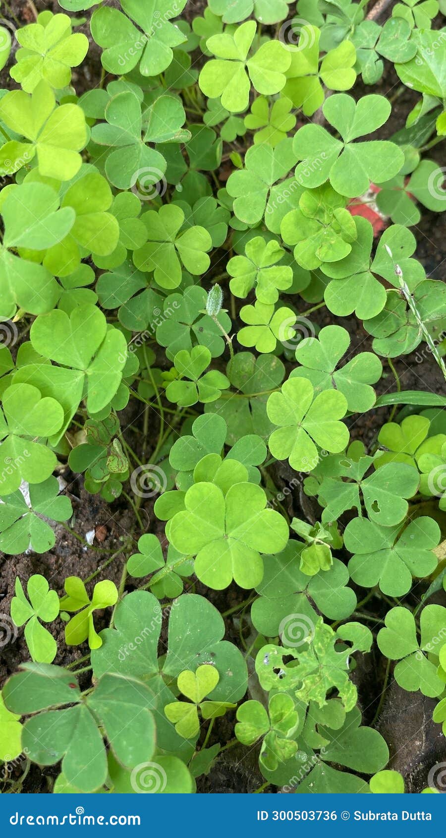 Indian sorrel stock photo. Image of herbal, oxalis, garden - 300503736 Indian sorrel stock photo. Image of herbal, oxalis, garden - 300503736