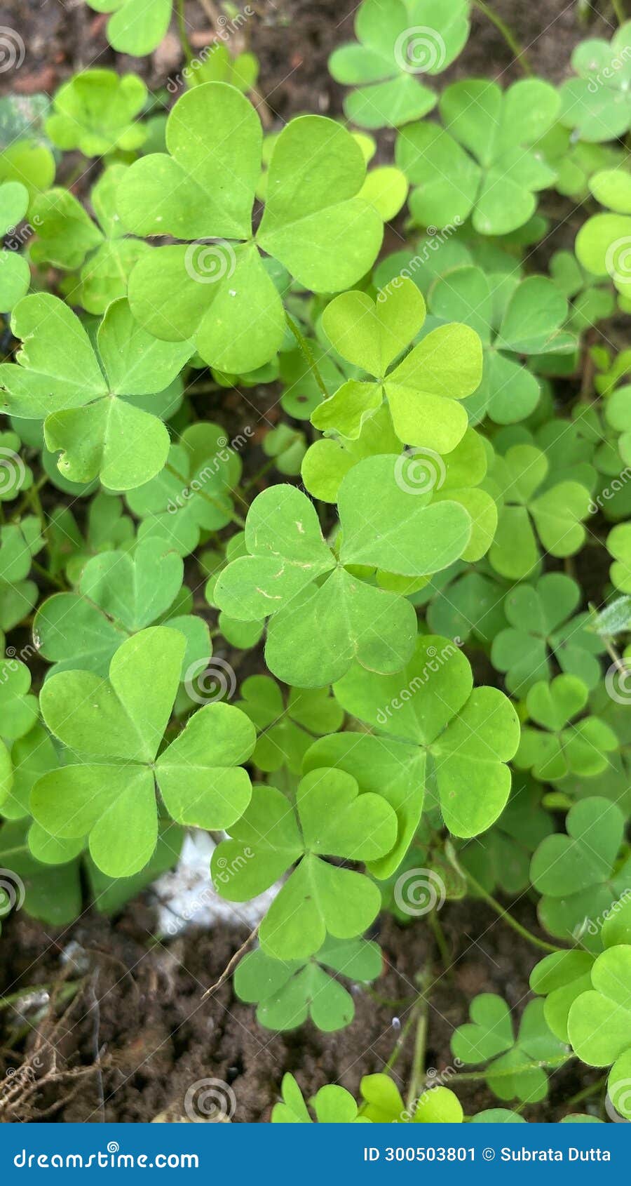 Indian sorrel stock image. Image of sorrel, indian, herbal - 300503801 Indian sorrel stock image. Image of sorrel, indian, herbal - 300503801