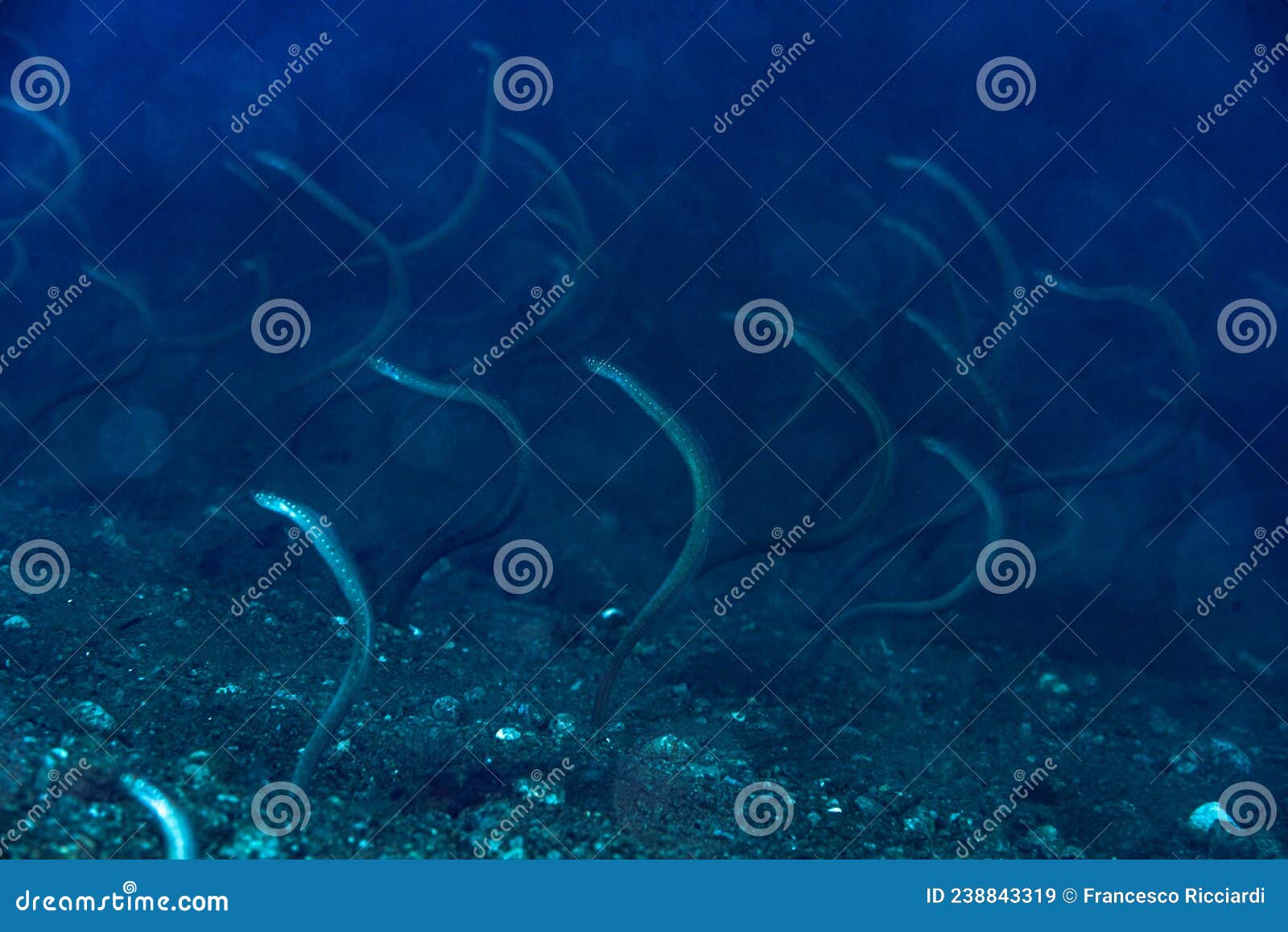 Indian Spaghetti Eel stock image. Image of ocean, location - 238843319