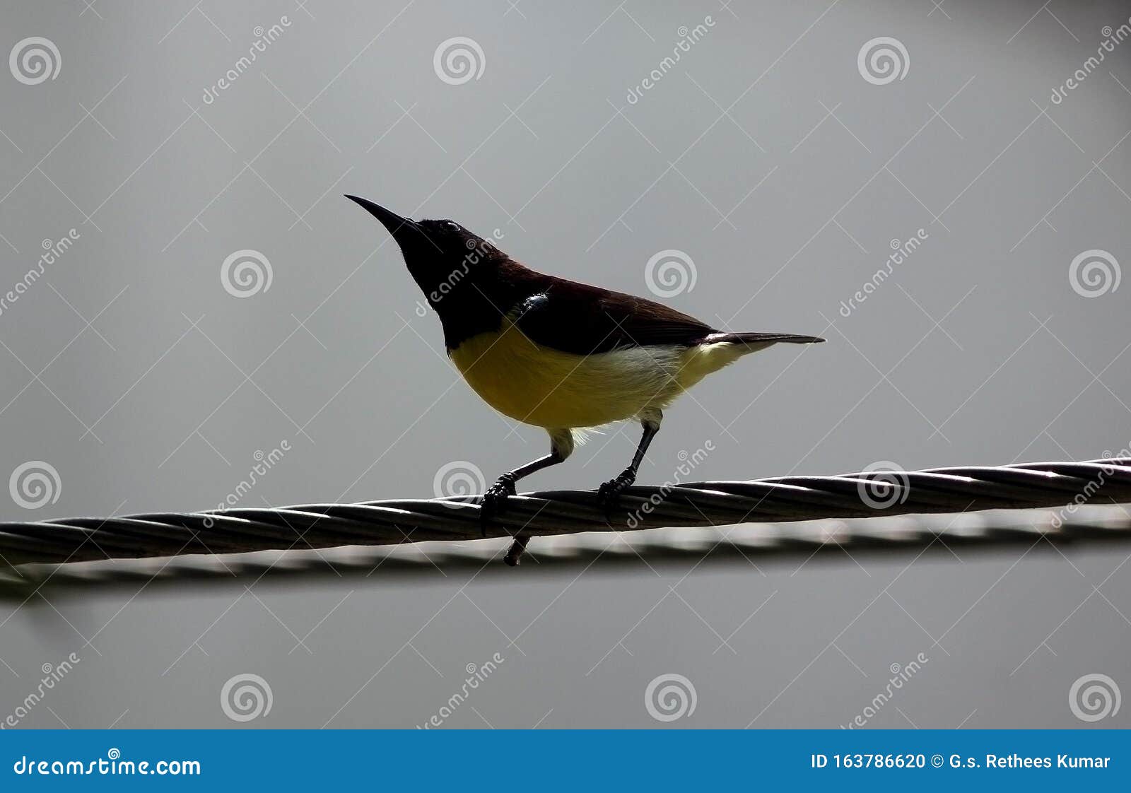 Indian Sparrow on Power Line Stock Photo - Image of avian, birds: 163786620