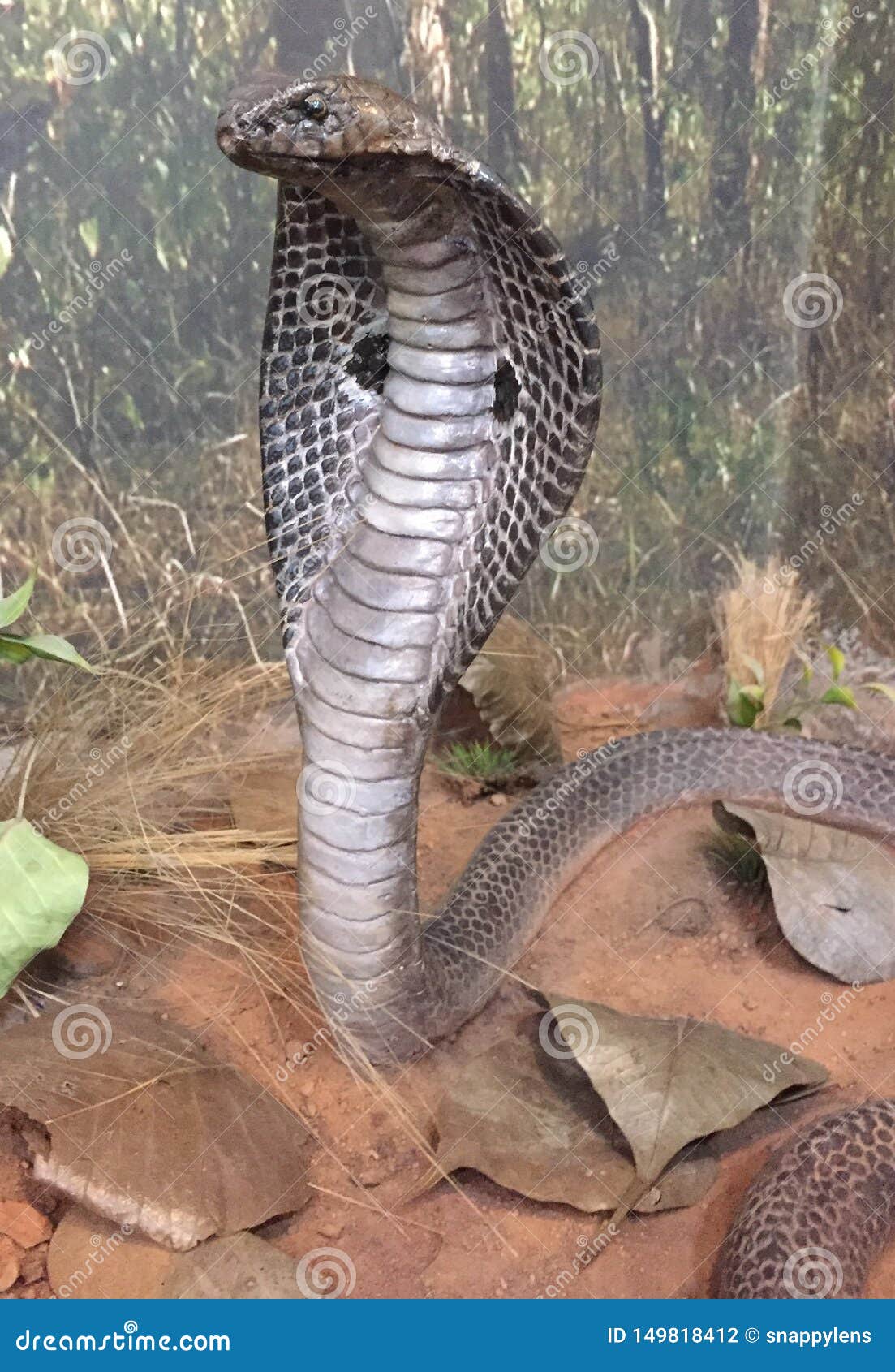 Indian Spectacled Cobra Model Stock Photo - Image of indian, model ...