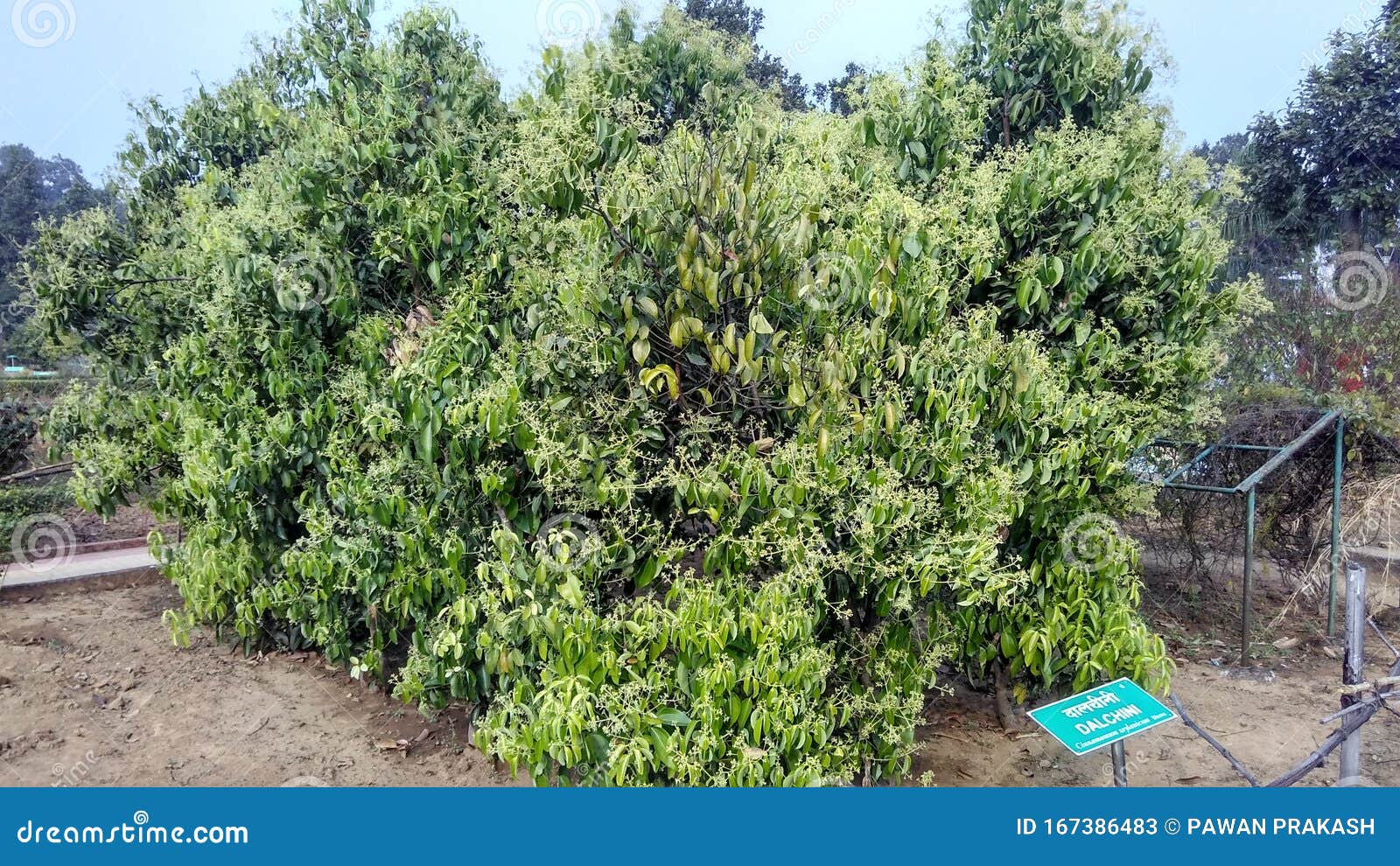 Indian Spice Tree Known As Dalchini Very Famous among Indians Stock ...