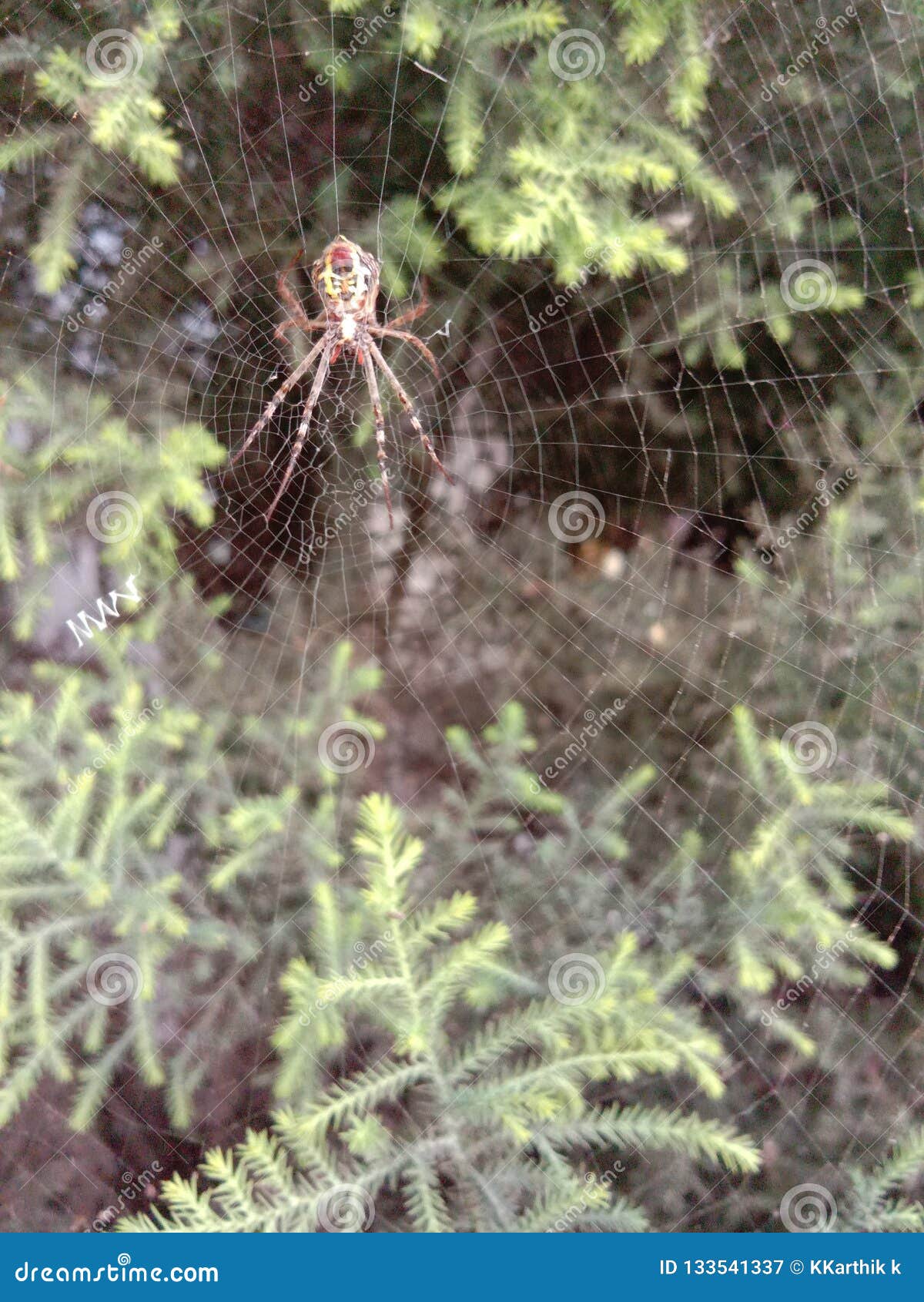 Indian Spider Build it& X27;s Own Web Myself Stock Image - Image of ...