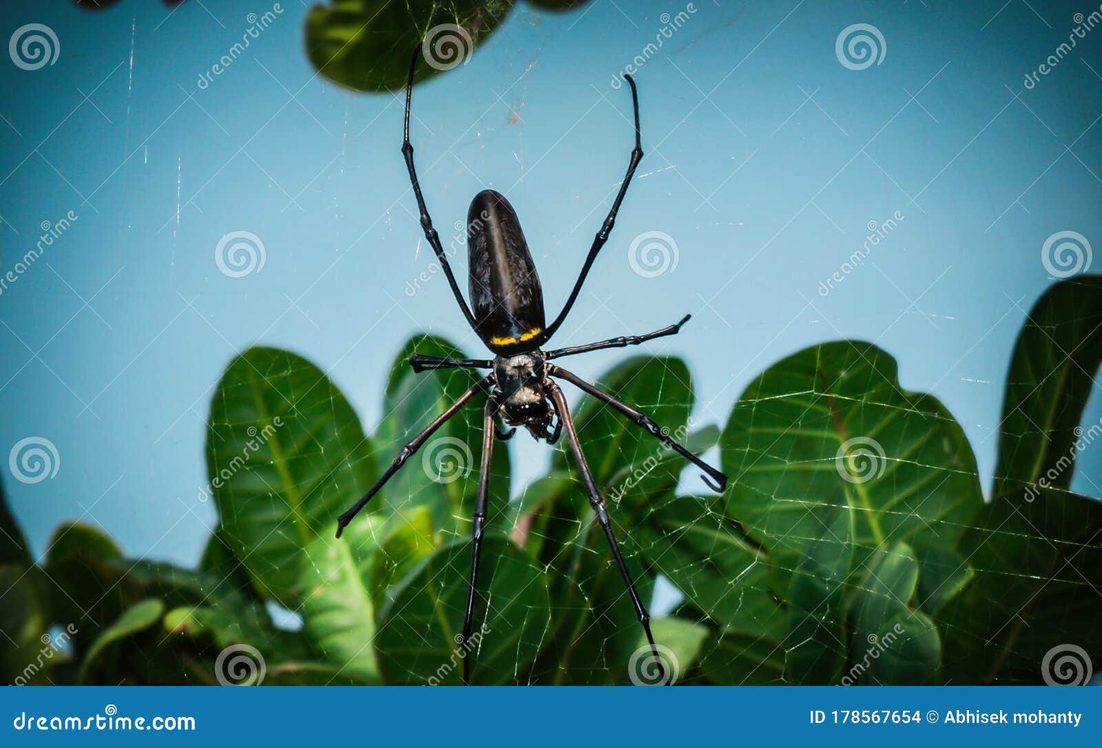 Indian spider stock photo. Image of pest, branch, beetle - 178567654