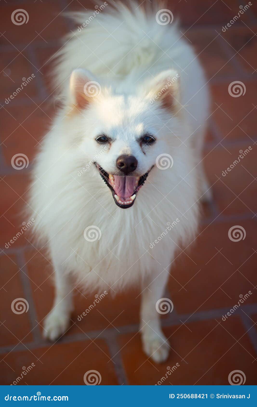 Indian Spitz Dog Posing stock image. Image of holding - 250688421