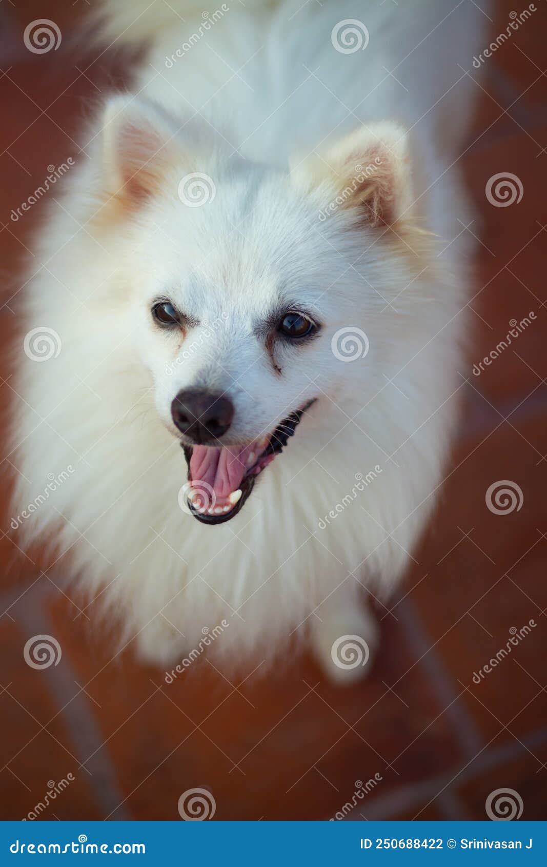 Indian Spitz Dog Posing stock photo. Image of beautiful - 250688422