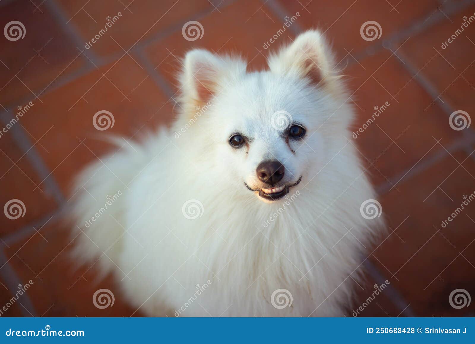 Indian Spitz Dog Posing stock photo. Image of mammal - 250688428