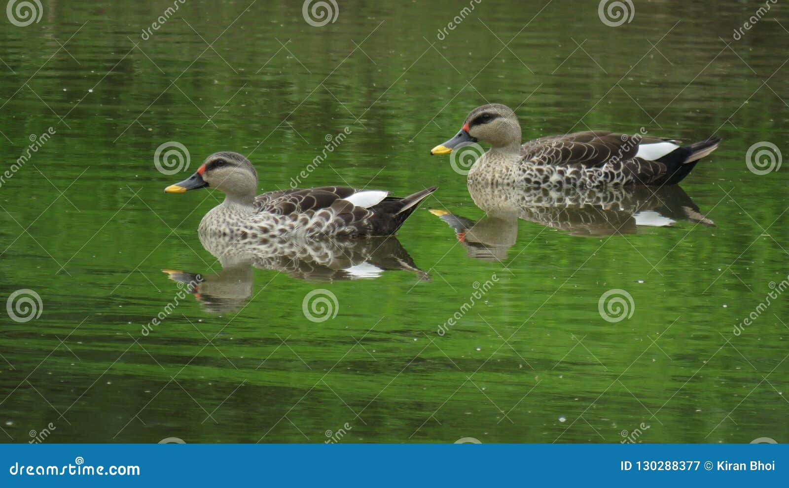 Spot-billed Duck stock image. Image of forest, spotbilled - 130288377
