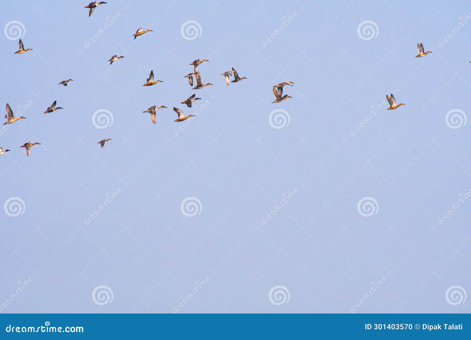Indian Spotted Billed Ducks in Flight Stock Photo - Image of ...