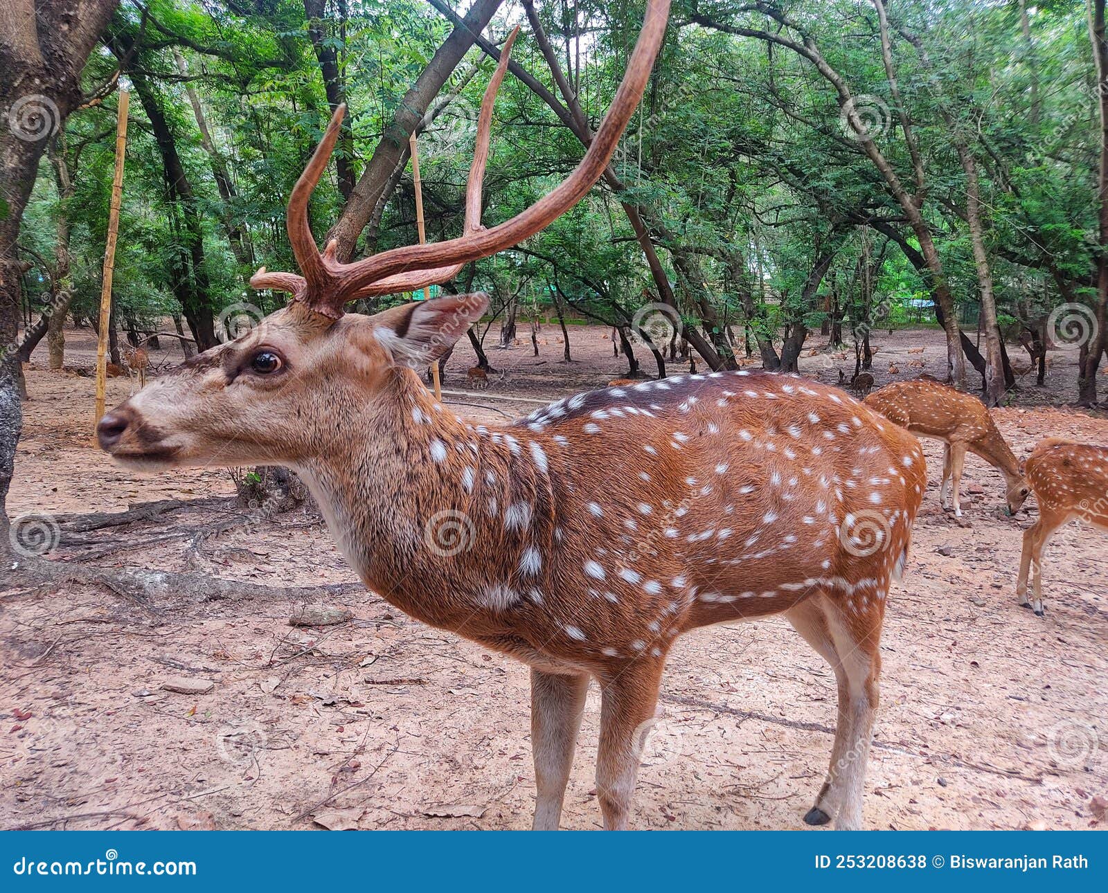 Indian Spotted Deer Raoming Around in Jungle HD Stock Photo - Image of ...