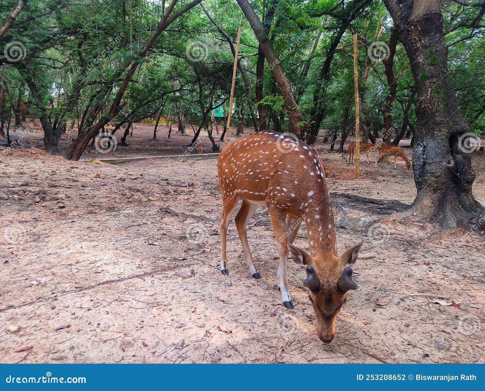 Indian Spotted Deer Raoming Around in Jungle HD Stock Photo - Image of ...