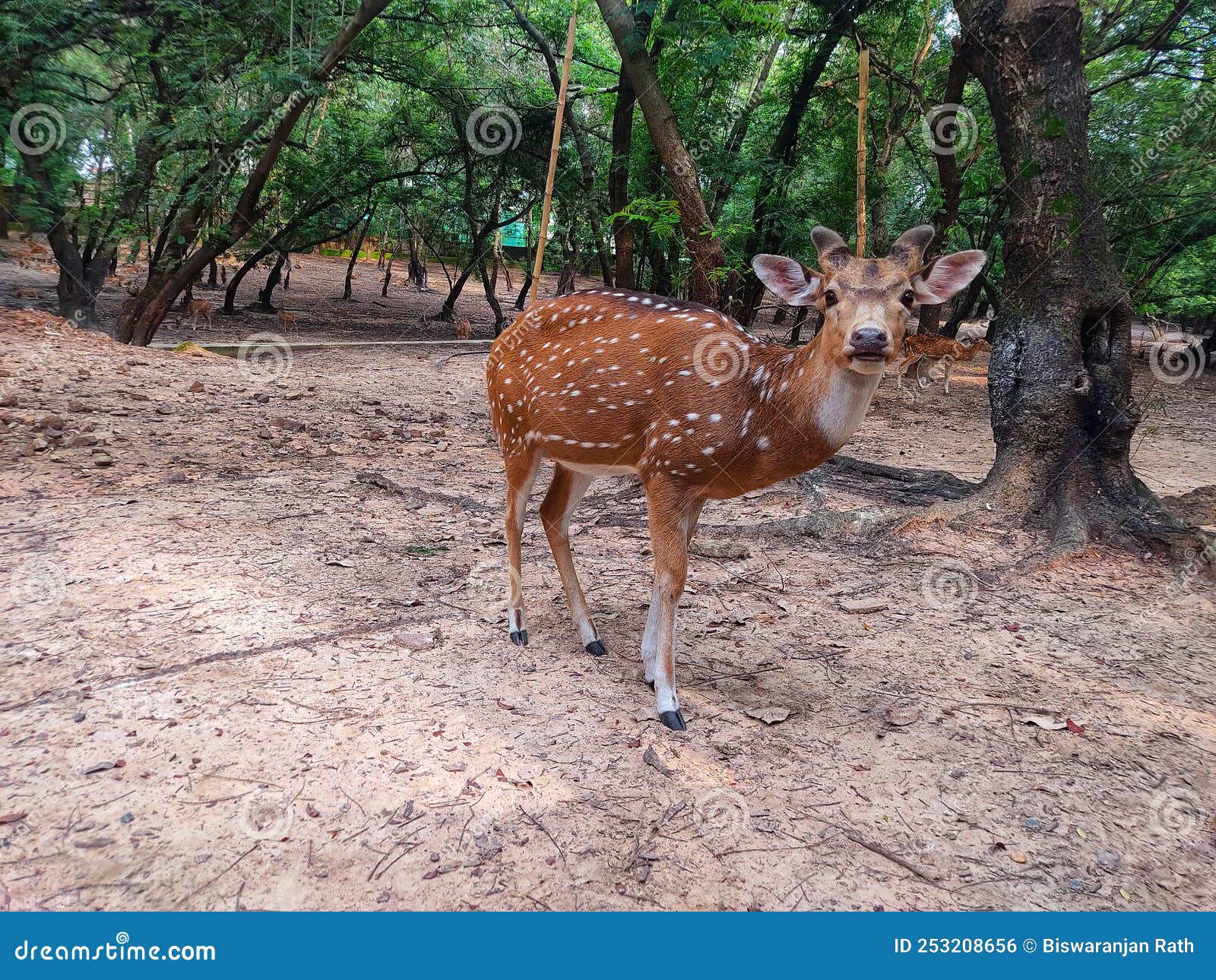 Indian Spotted Deer Raoming Around in Jungle HD Stock Photo - Image of ...