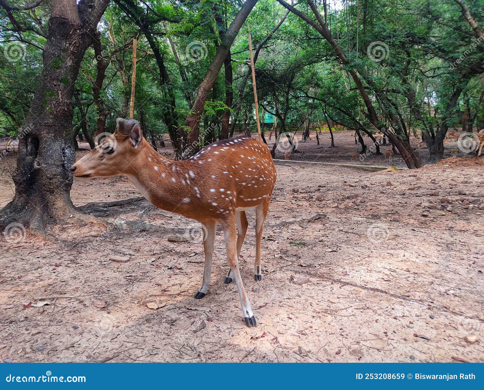 Indian Spotted Deer Raoming Around in Jungle HD Stock Image - Image of ...