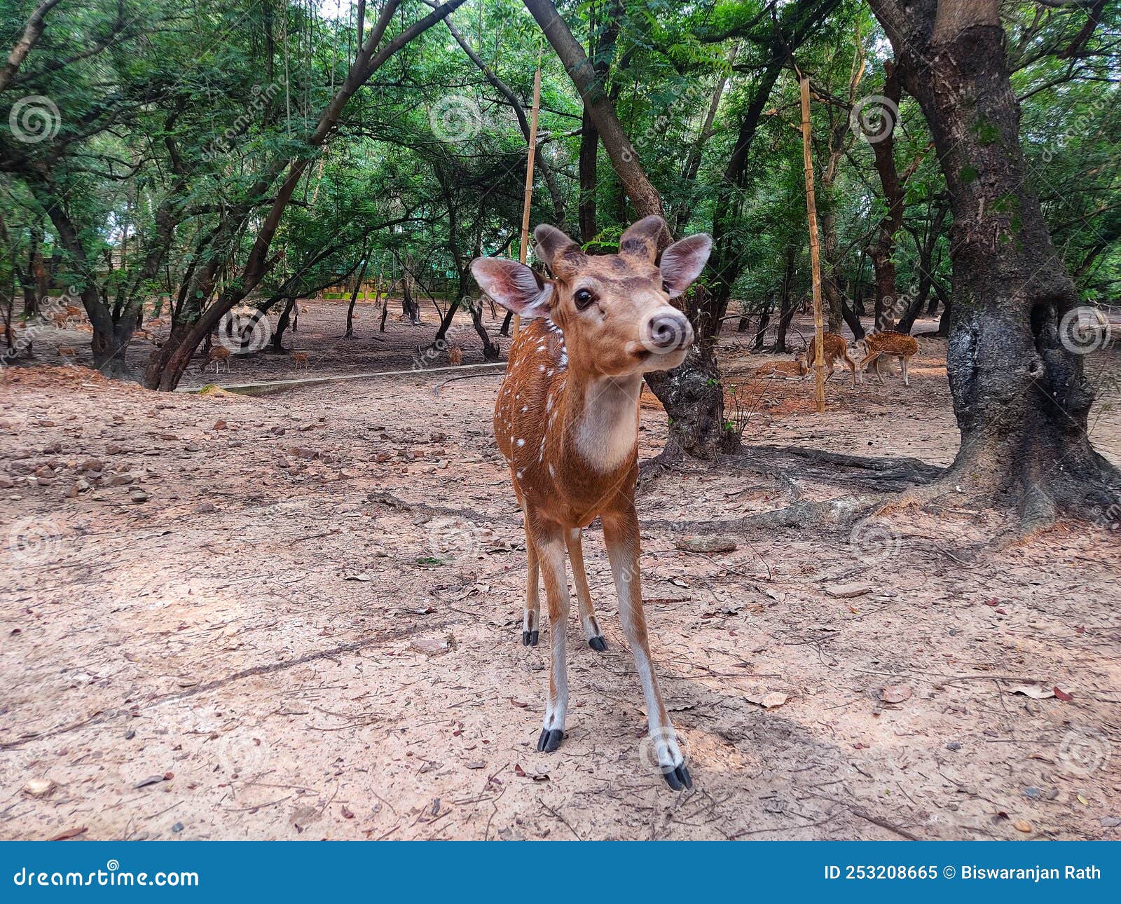 Indian Spotted Deer Raoming Around in Jungle HD Stock Image - Image of ...