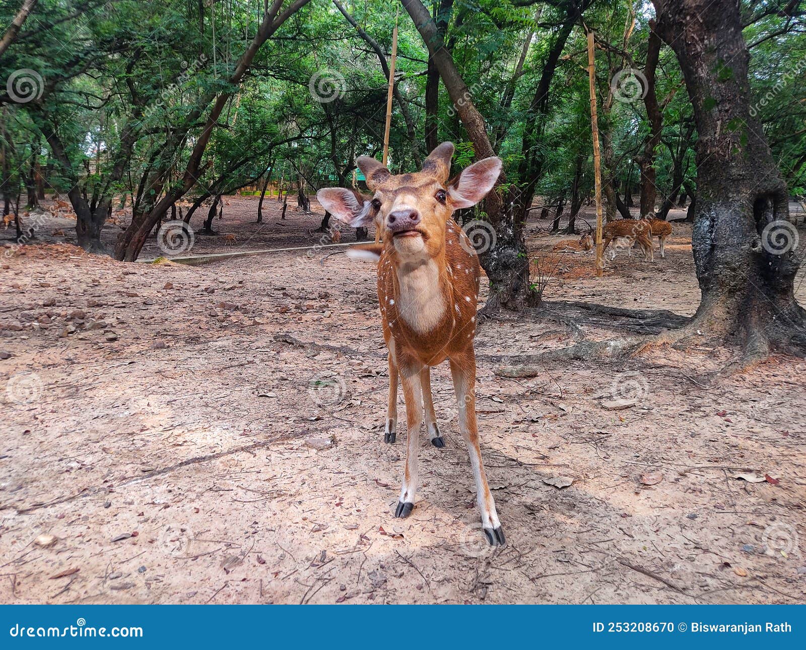 Indian Spotted Deer Raoming Around in Jungle HD Stock Photo - Image of ...