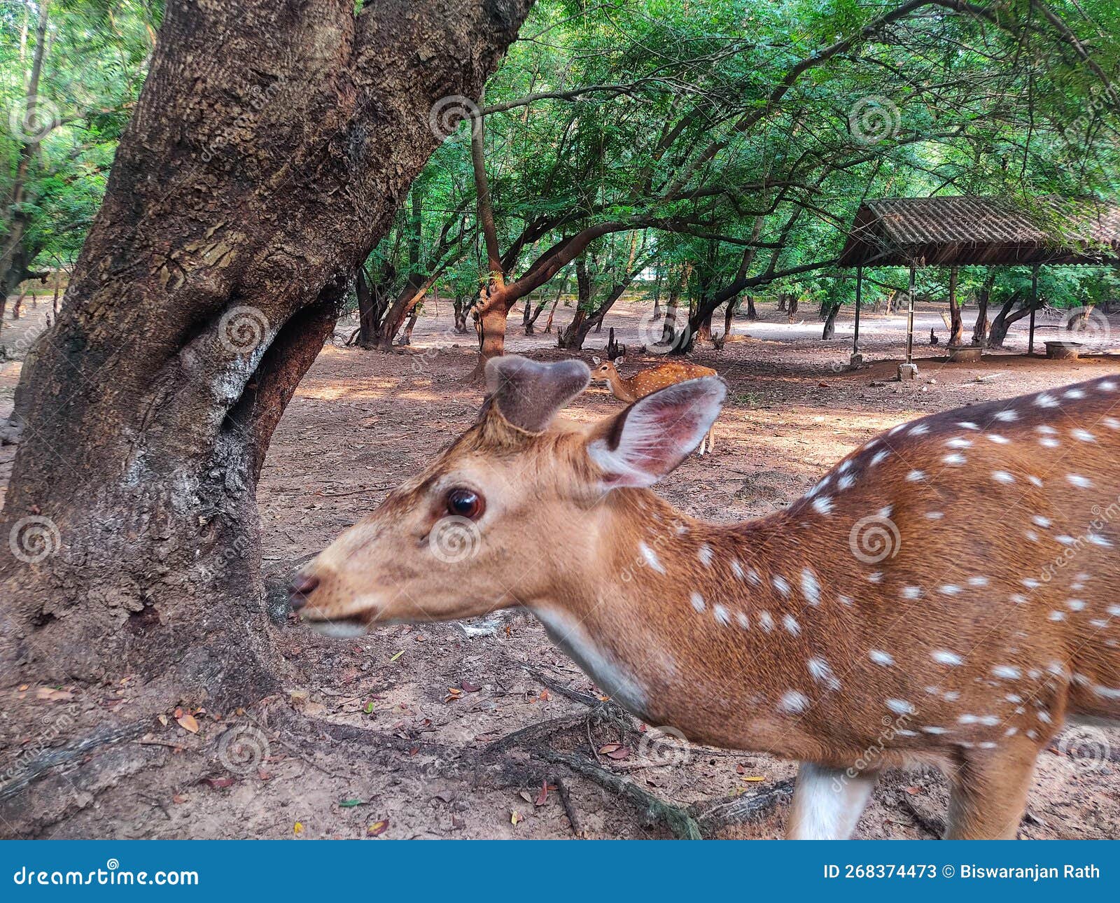 Indian Spotted Deer Raoming Around in Jungle HD Stock Image - Image of ...