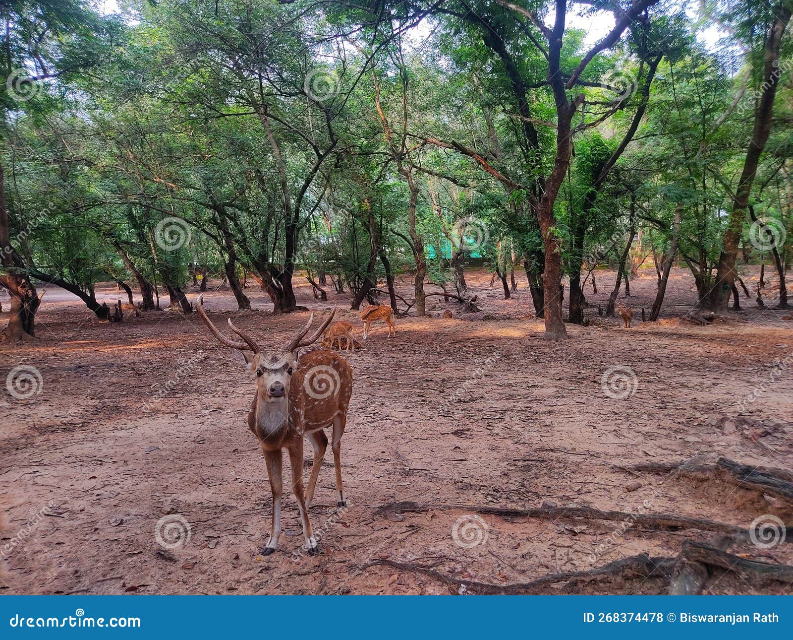 Indian Spotted Deer Raoming Around in Jungle HD Stock Photo - Image of ...