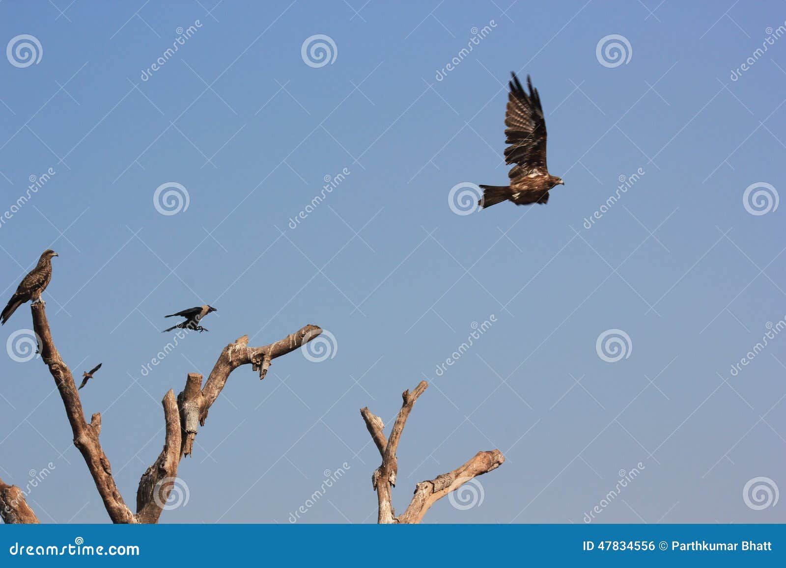 Indian Spotted Eagle and Crow on One Branch. Stock Photo - Image of ...