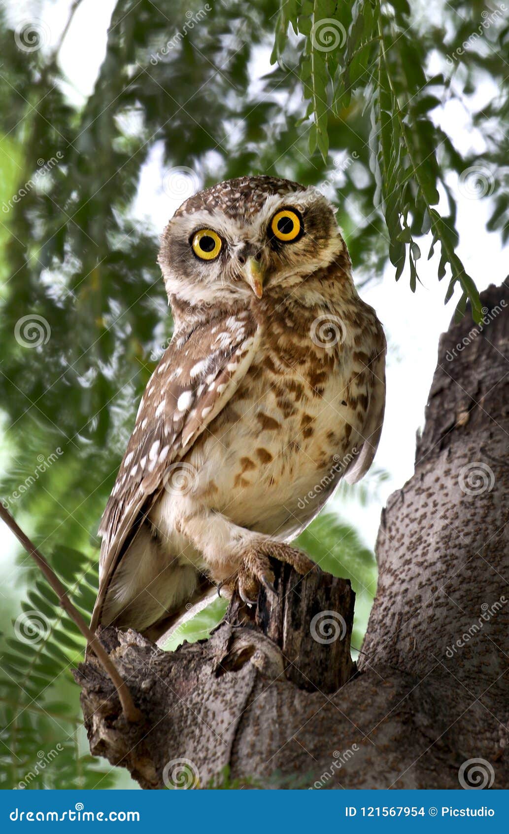 Indian spotted owl stock photo. Image of beautiful, shot - 121567954