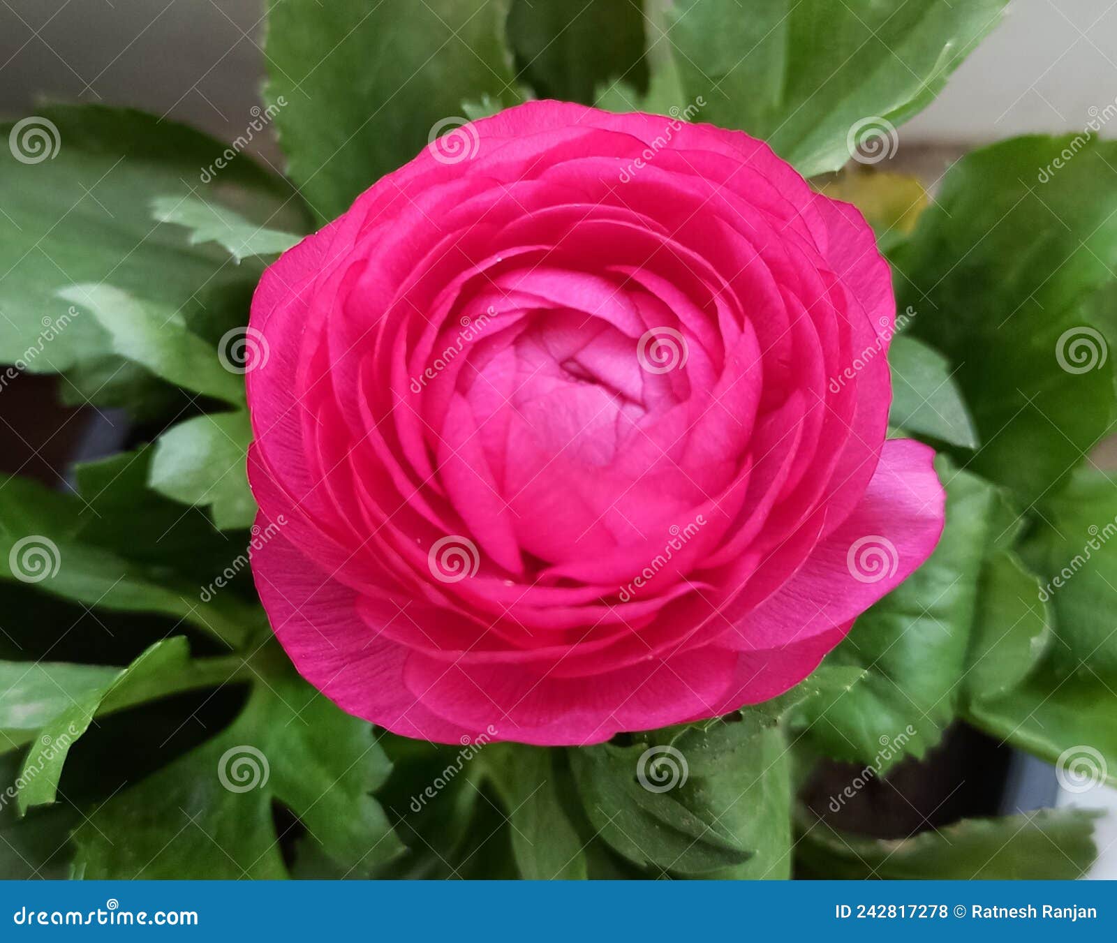 Indian Spring Blooms stock photo. Image of garden, blooms - 242817278