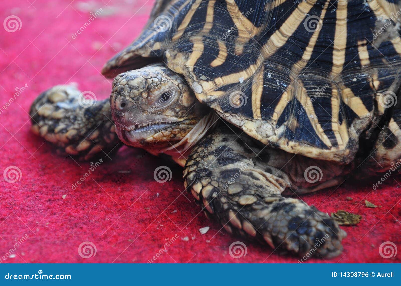 Star Tortoise. Royalty-Free Stock Photo | CartoonDealer.com #216420693