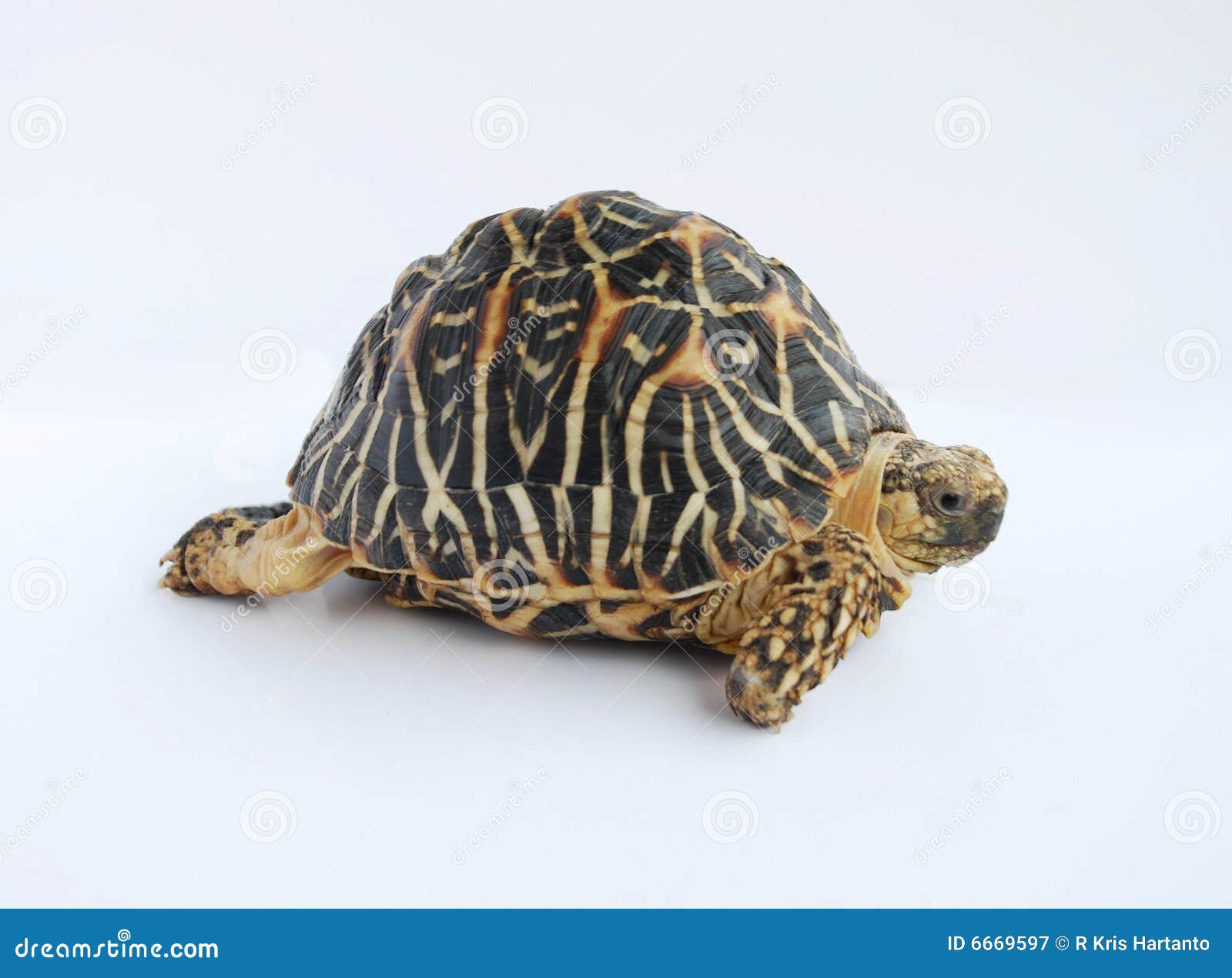 Indian Star Tortoise stock image. Image of reptile, animal - 6669597