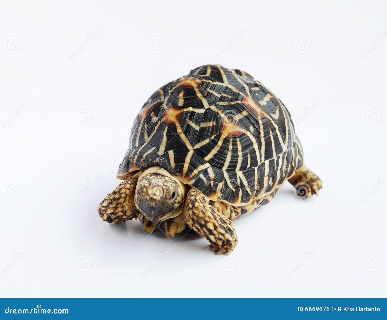Indian Star Tortoise stock photo. Image of species, elegans - 6669676