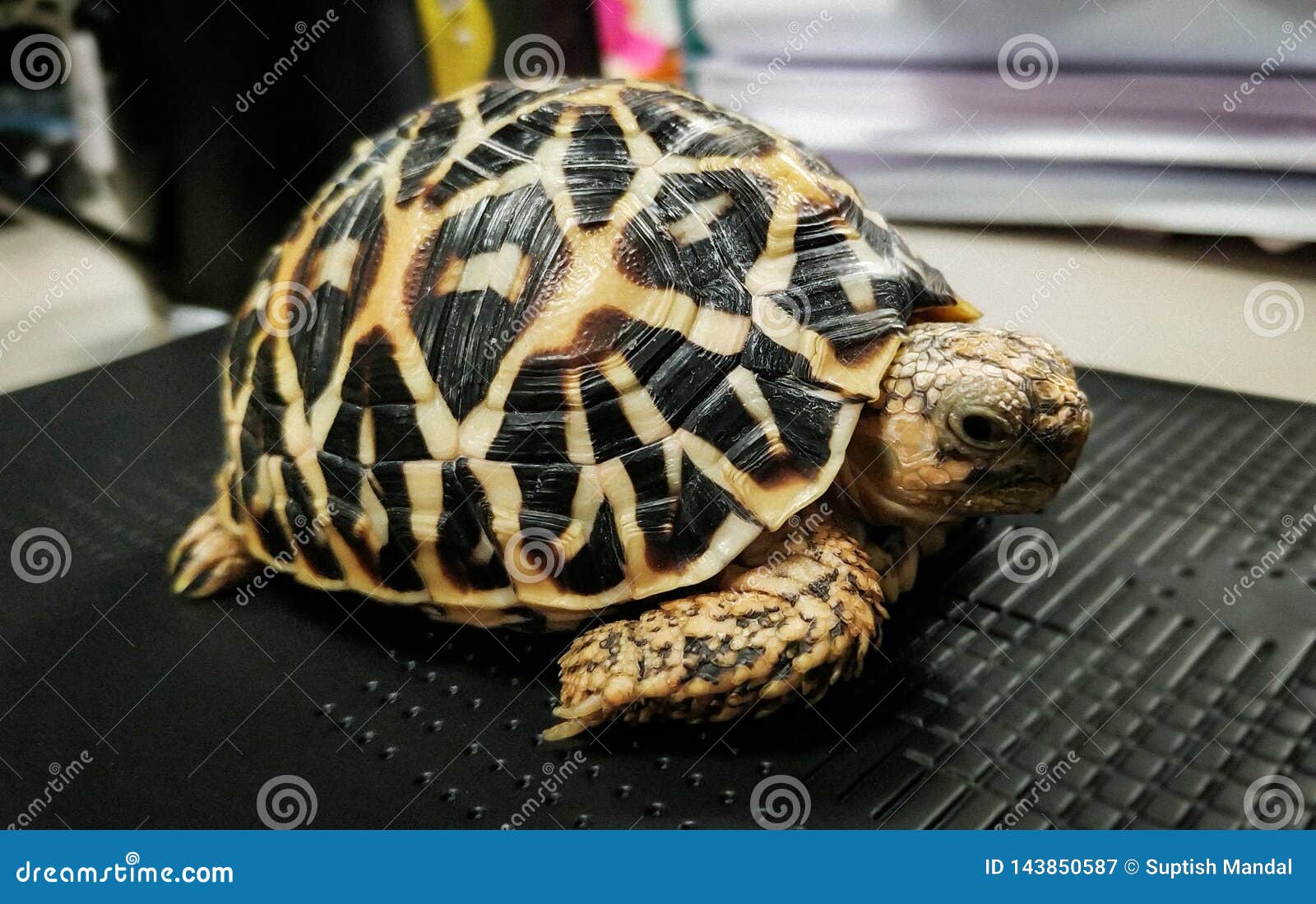 The indian star tortoise stock image. Image of reptile - 143850587
