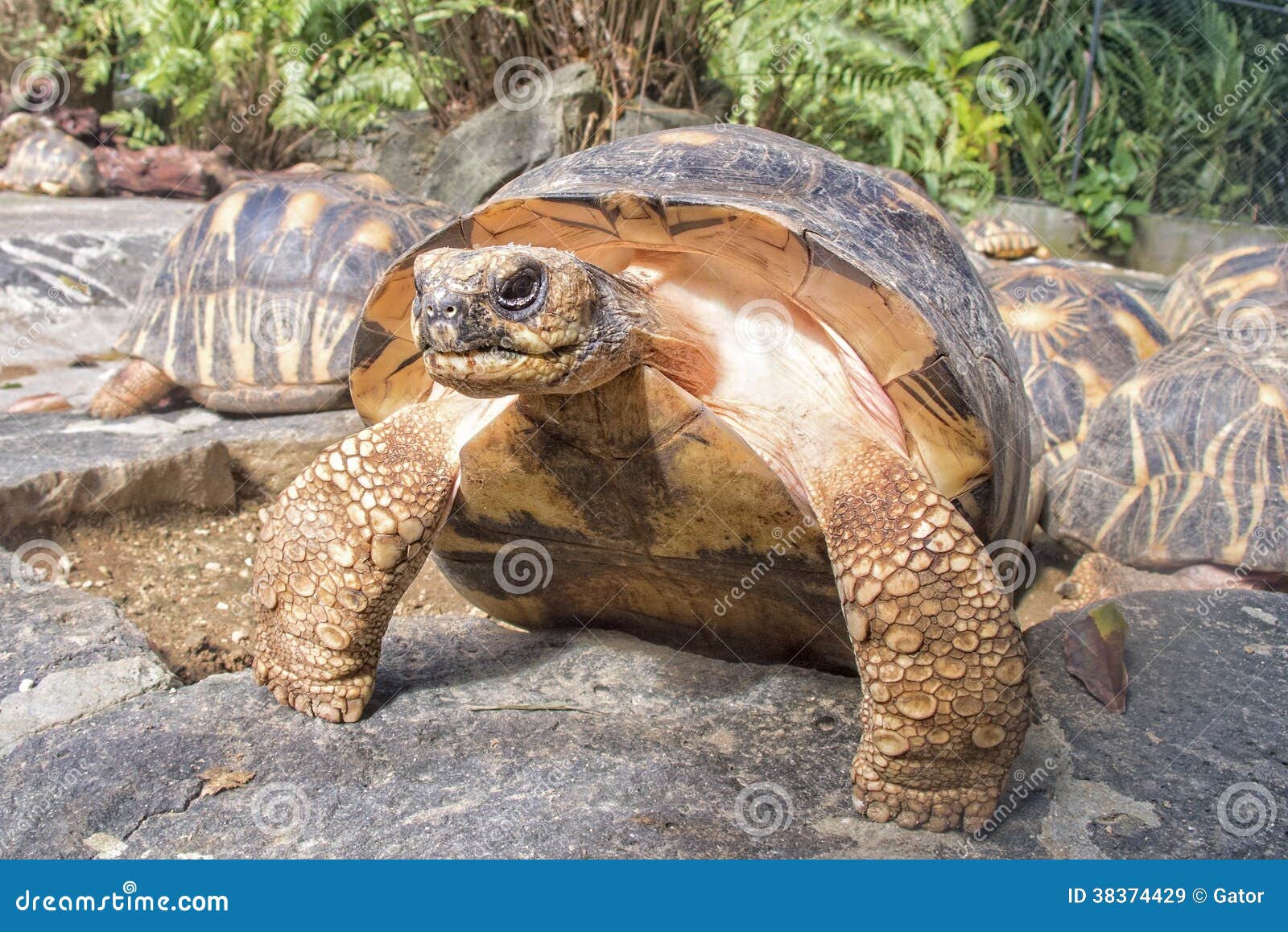 Indian Star Tortoises - Geochelone Elegans Stock Image - Image of ...