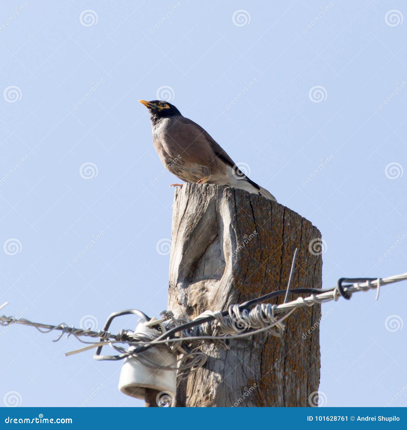 Indian starling on a pole stock image. Image of myna - 101628761